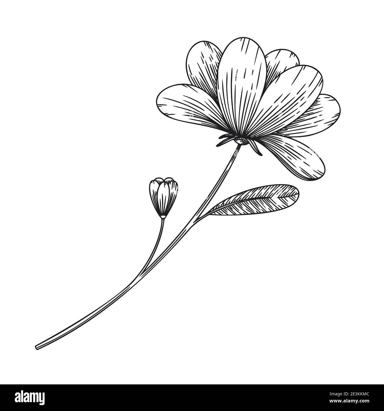 Fantasy Flower Drawings