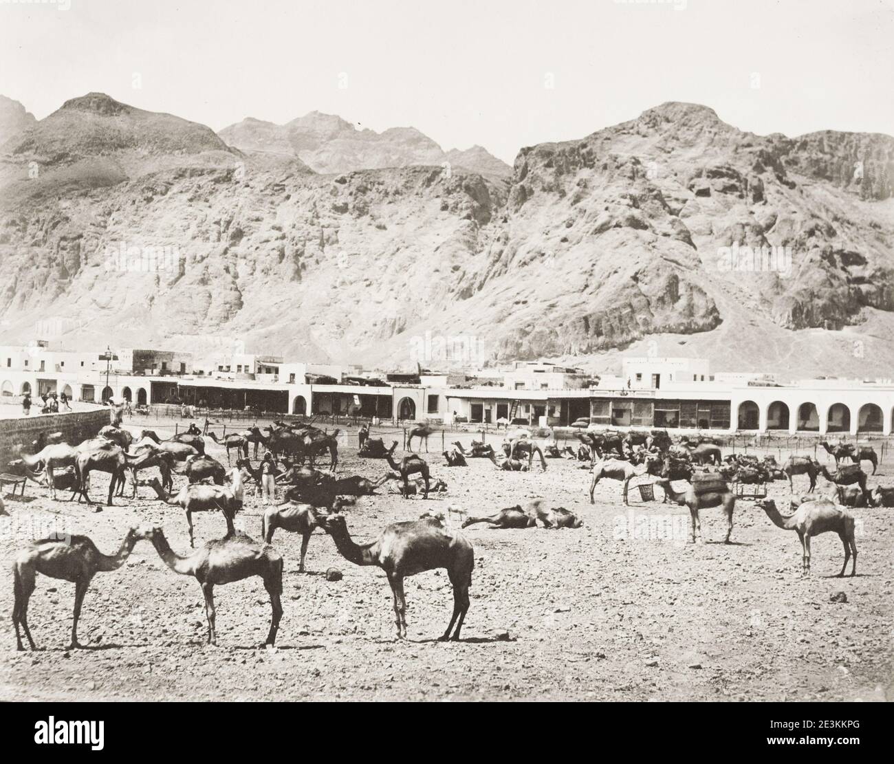 19th century livestock hi-res stock photography and images - Alamy