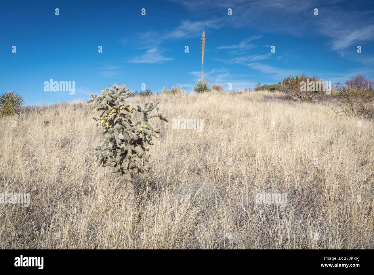 The beautiful Arizonian Desert Stock Photo - Alamy