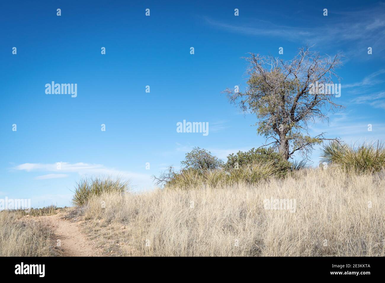 The beautiful Arizonian Desert Stock Photo - Alamy