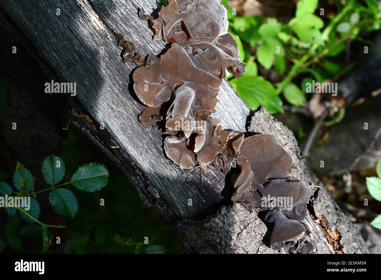 Jews ear (wood ear, Auricularia auricula, Hirneola polytricha, jelly ...