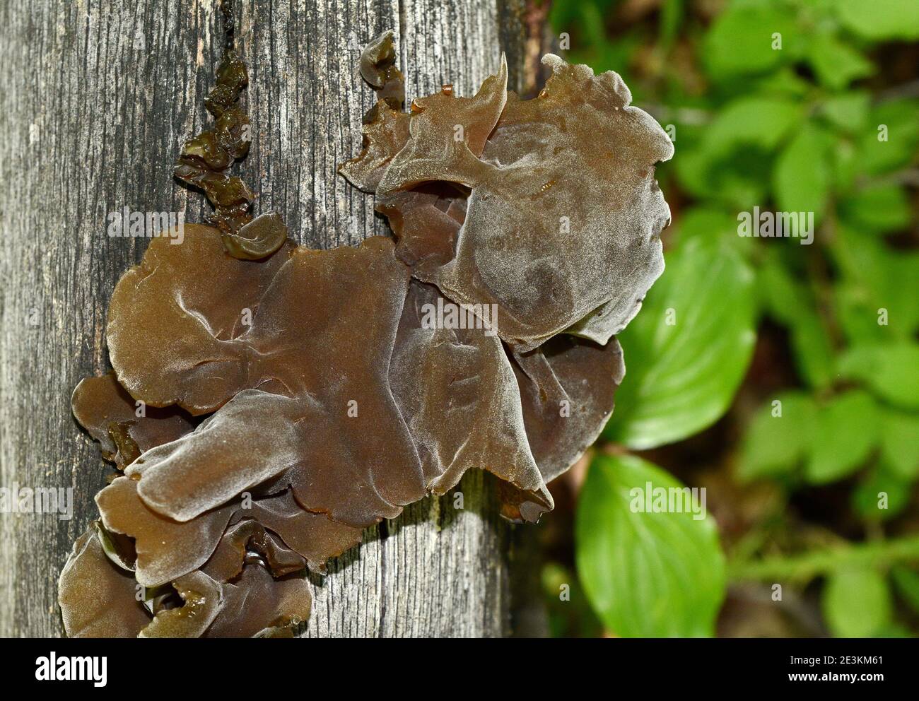 Jews ear (wood ear, Auricularia auricula, Hirneola polytricha, jelly ...