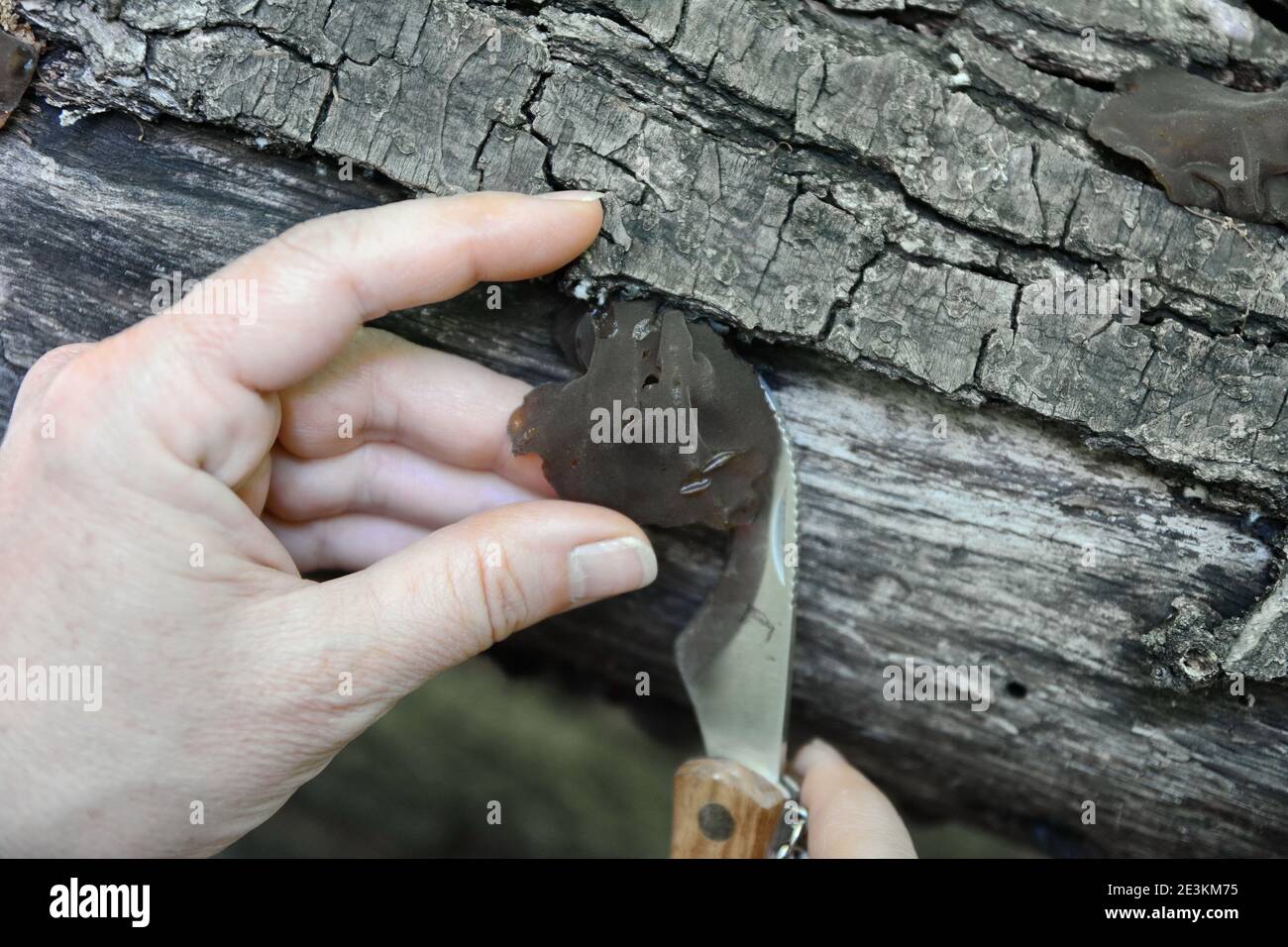 Jews ear (wood ear, Auricularia auricula, Hirneola polytricha, jelly ...