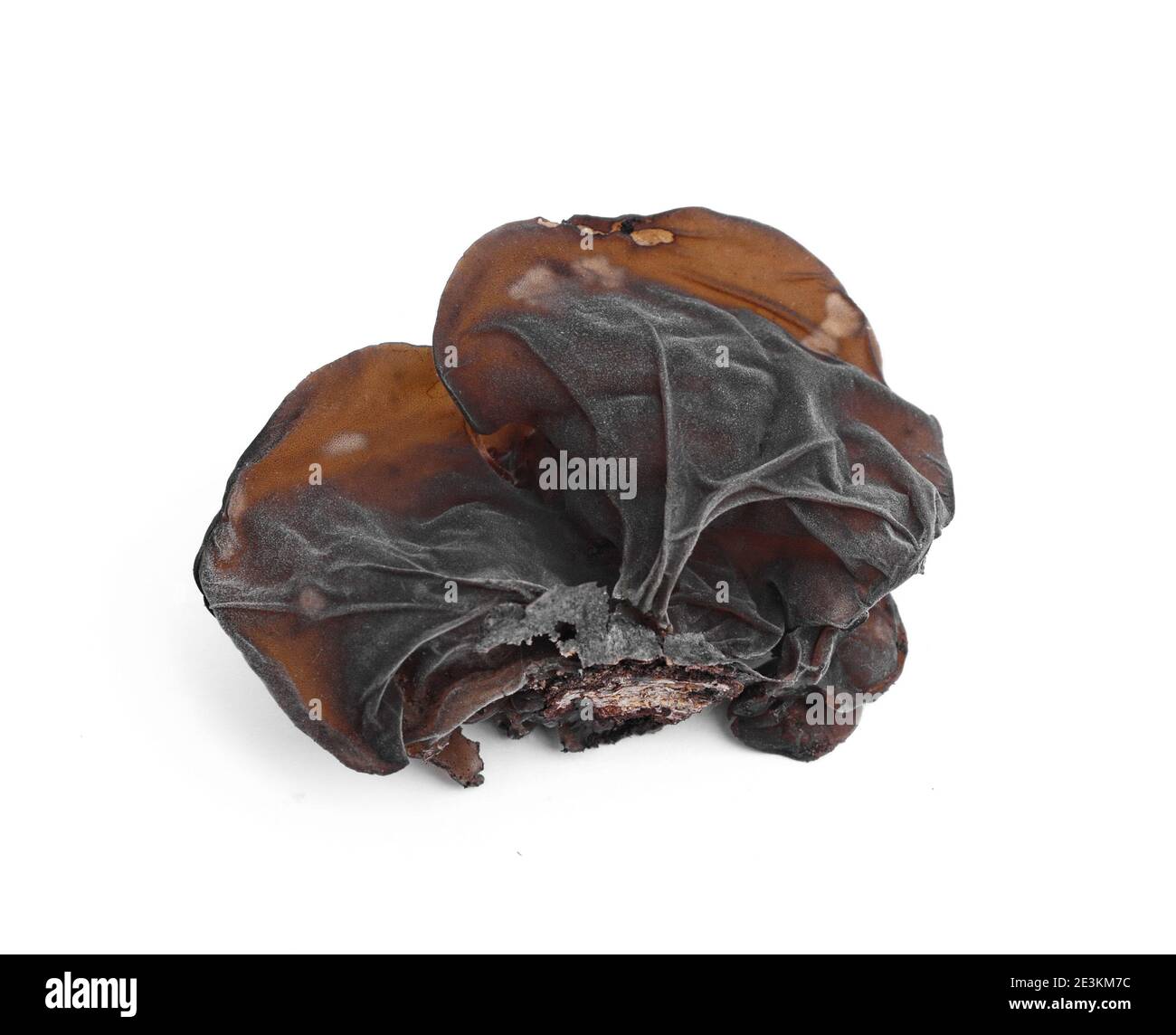 Jews ear (wood ear, Auricularia auricula, Hirneola polytricha, jelly ...