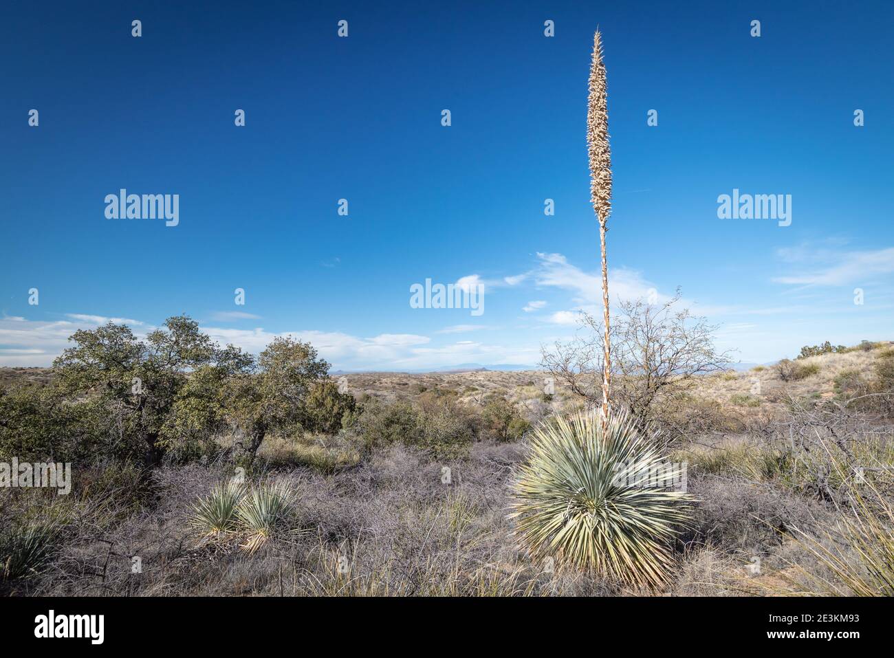 The beautiful Arizonian Desert Stock Photo - Alamy