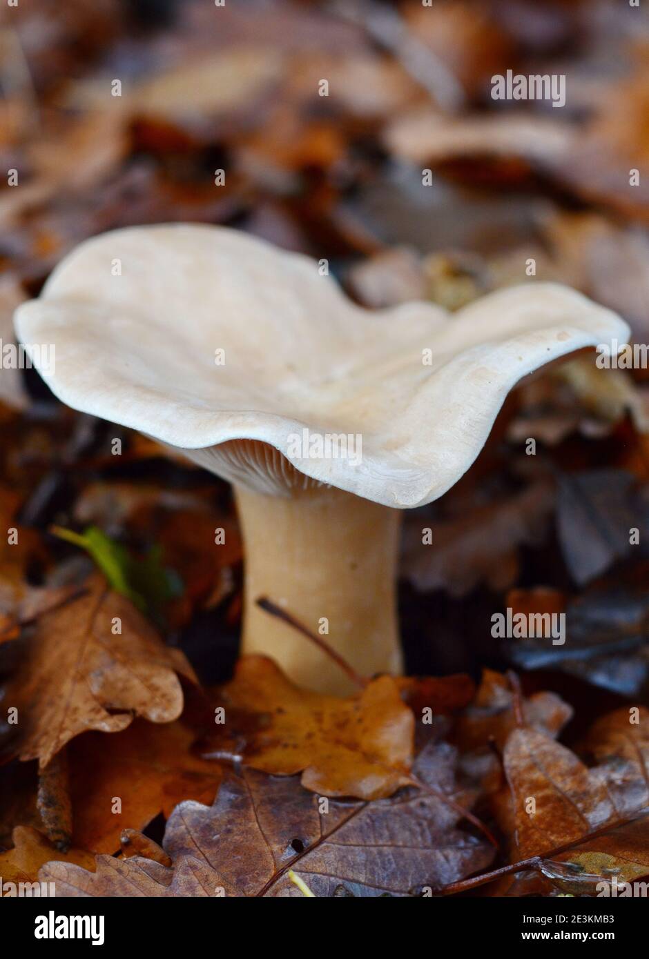 Infundibulicybe geotropa or trooping funnel in the deciduous forest ...