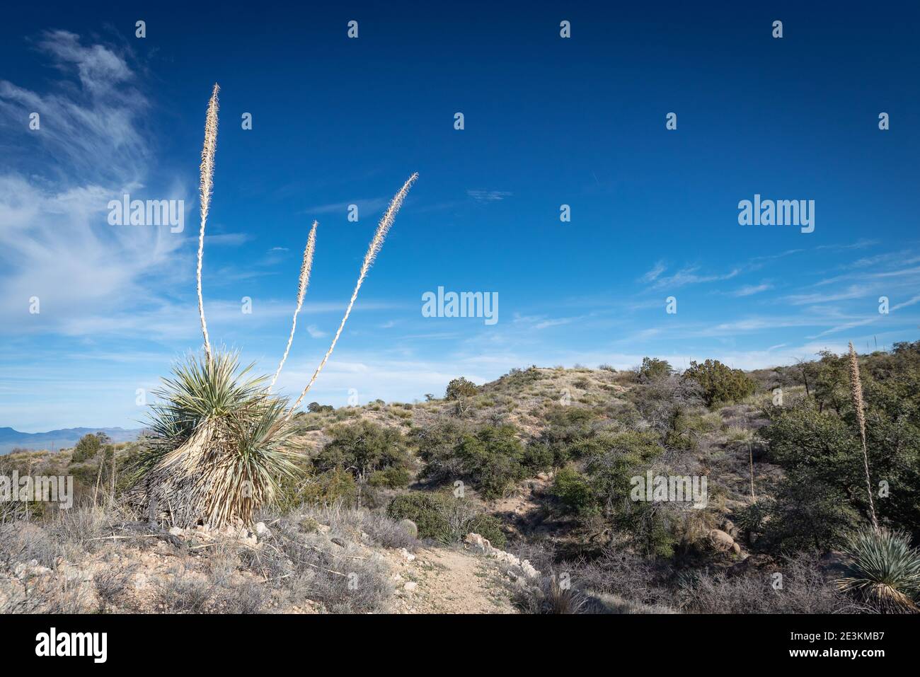 The beautiful Arizonian Desert Stock Photo - Alamy