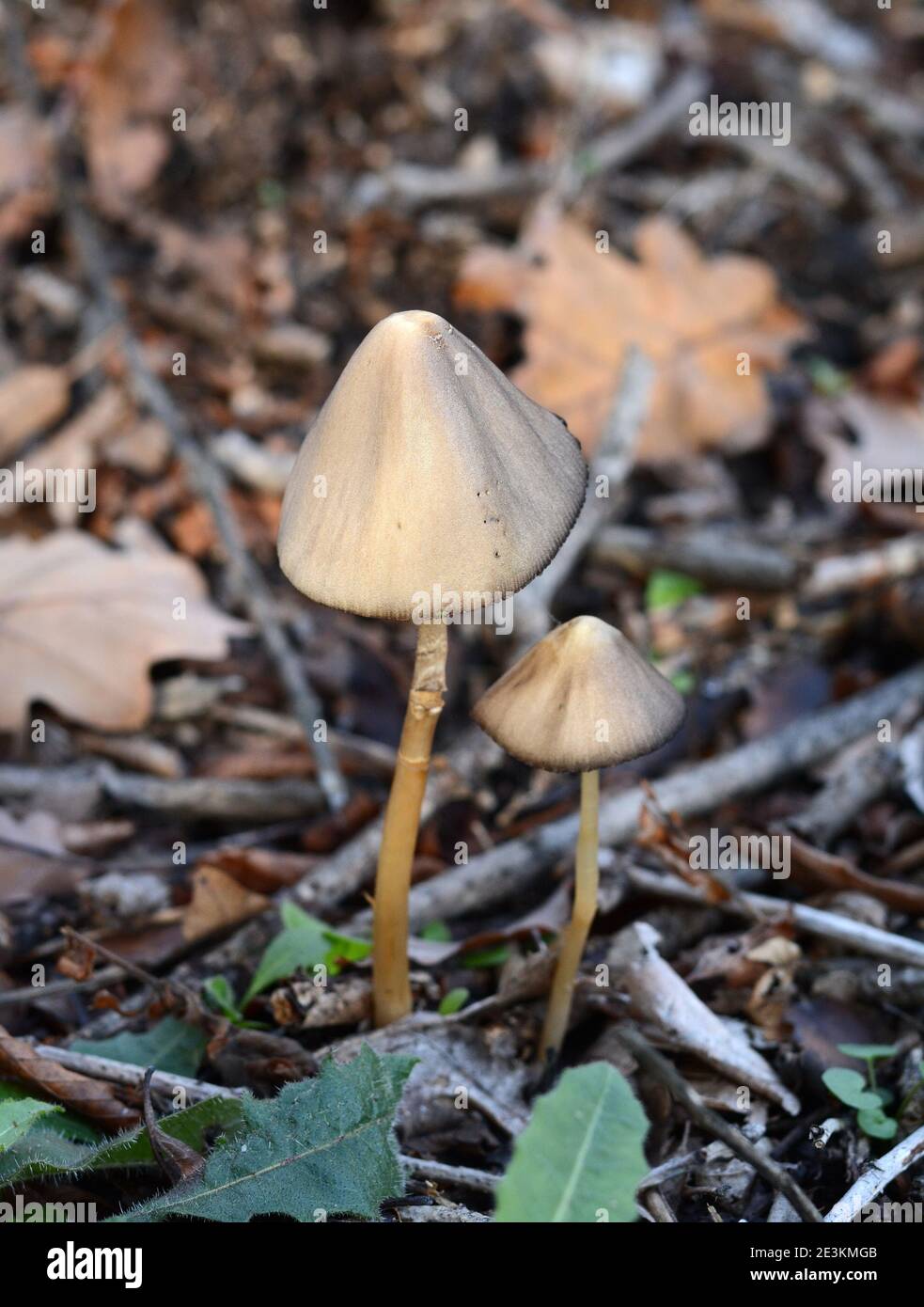 Parasola conopilus or conical brittlestem next to the path near the ...
