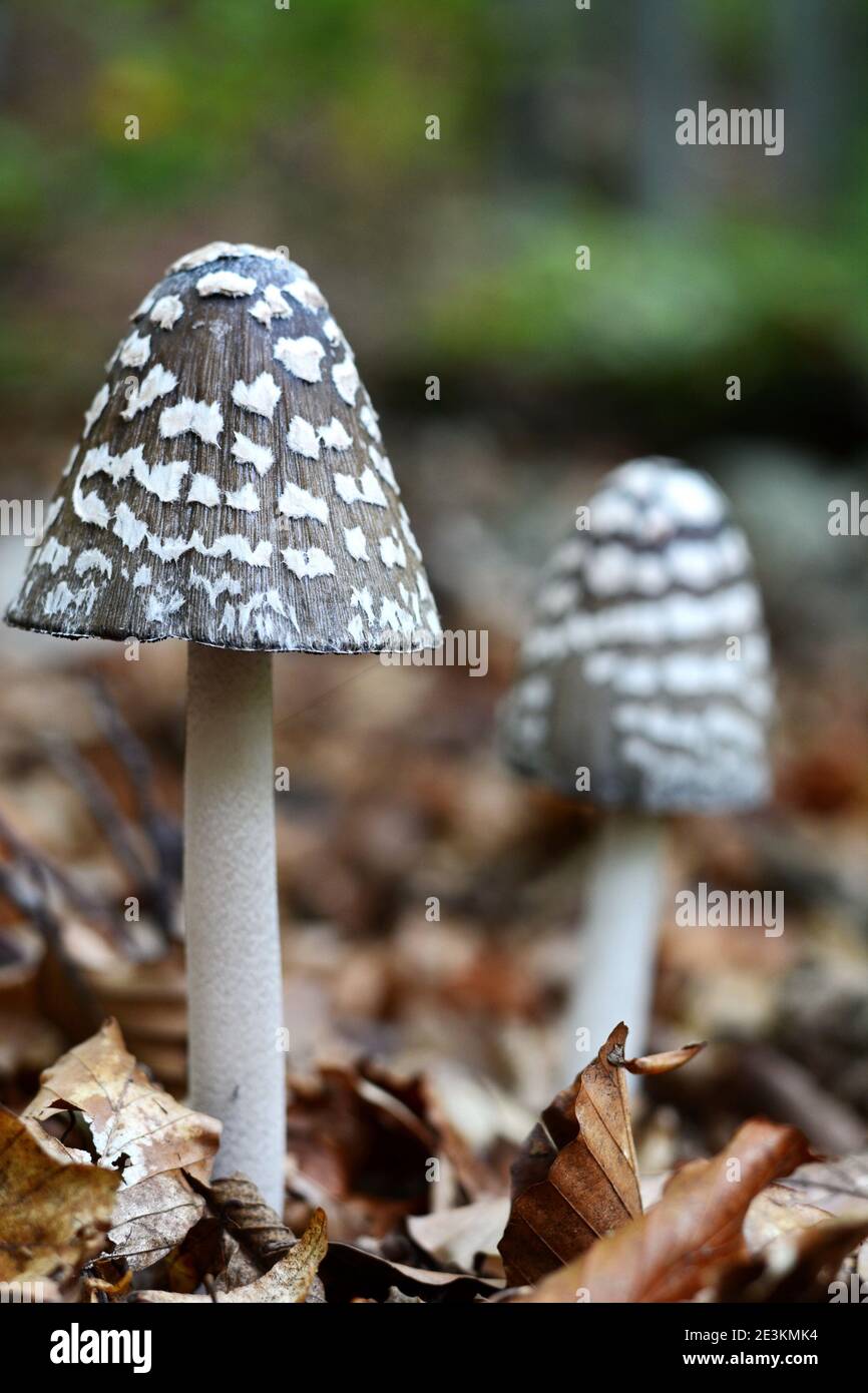 Coprinopsis picacea also known as Magpie fungus poisonous mushrooms in ...