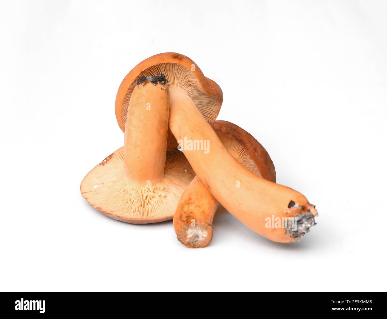 Lactarius volemus isolated on white. Delicious edible wild mushroom ...