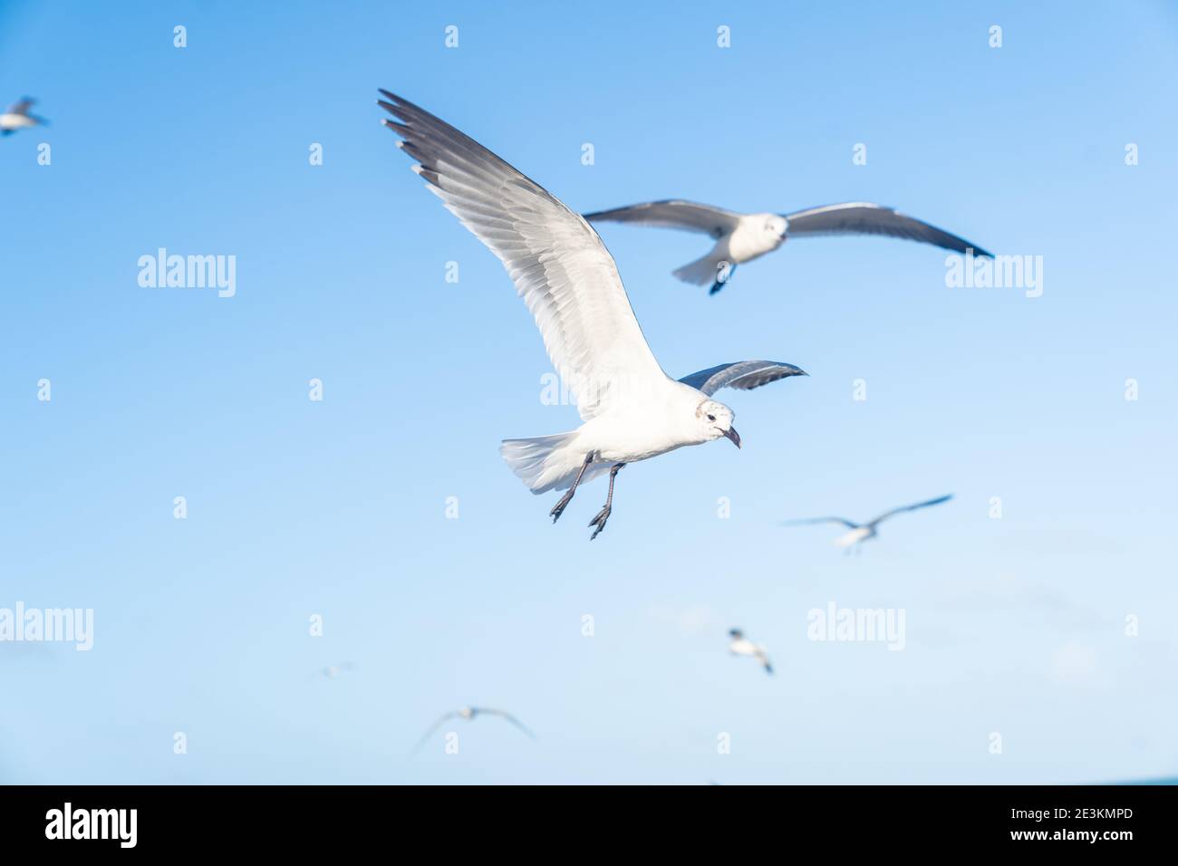 Seagulls Gracefully Flying in the Blue Skies of Miami Beach Stock Photo ...