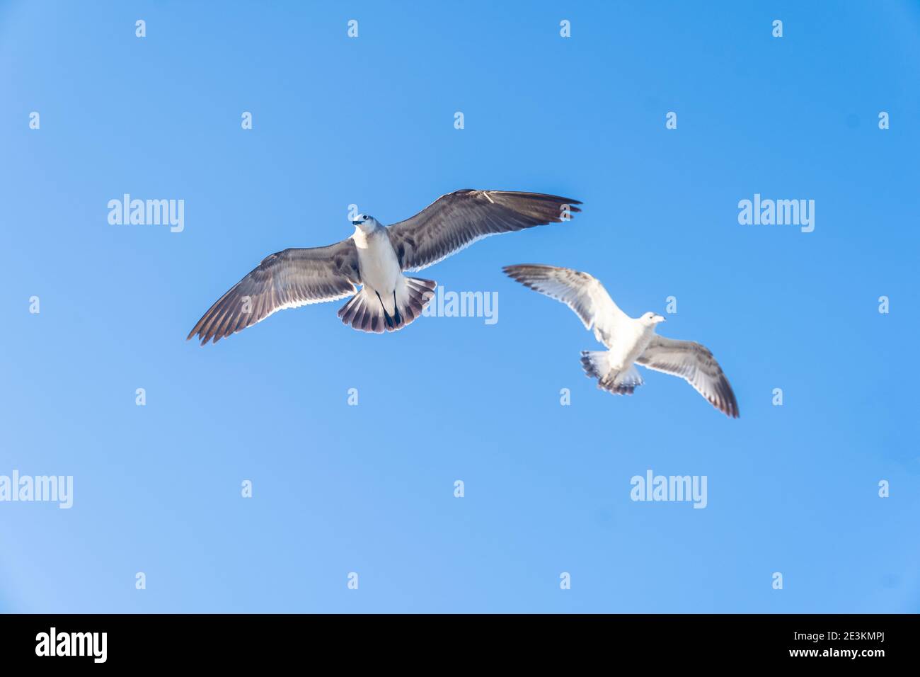 Beautiful seagull soaring gracefully hi-res stock photography and ...