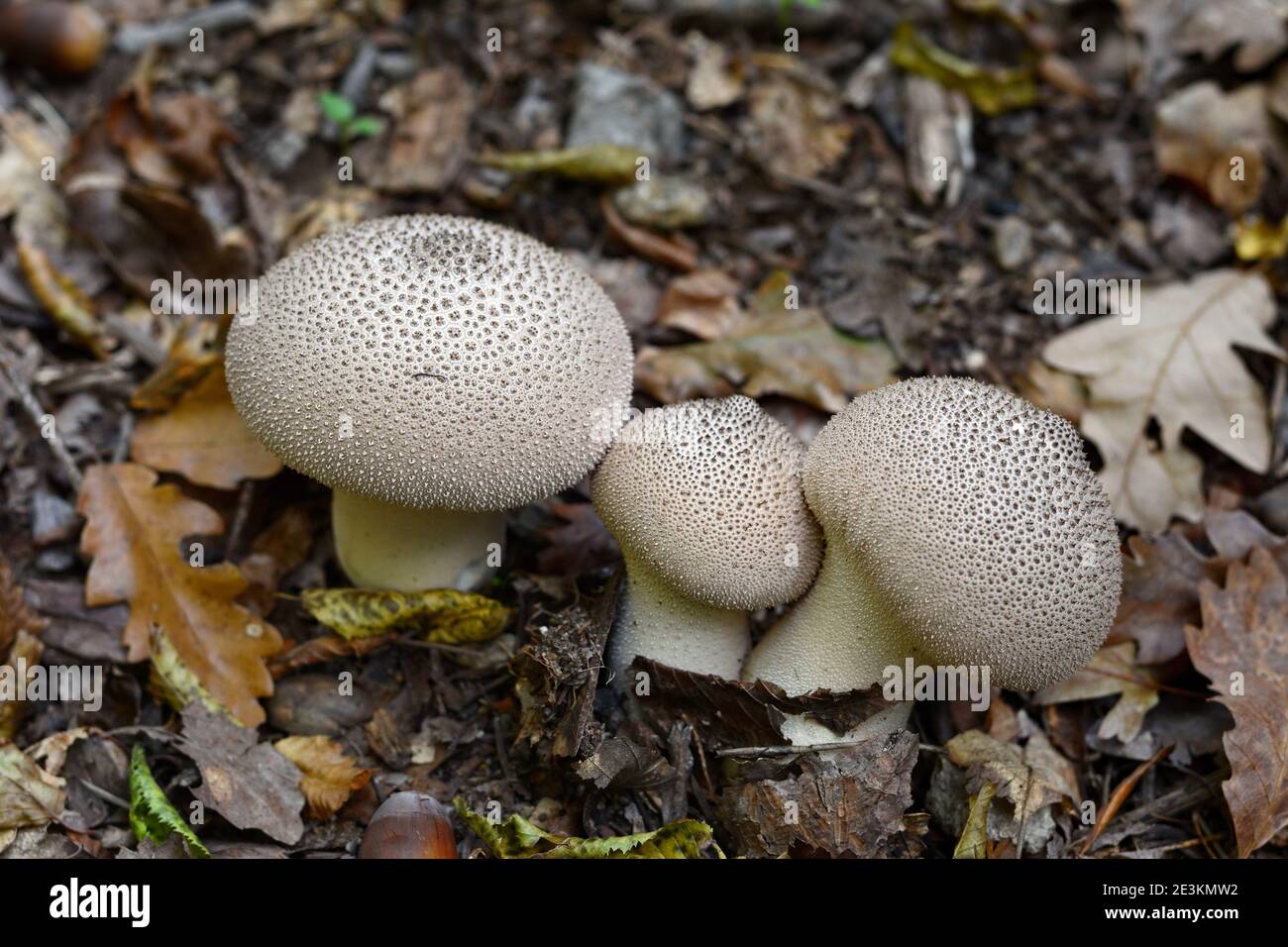 Mushrooms common puffball (Lycoperdon perlatum). Lycoperdon perlatum ...