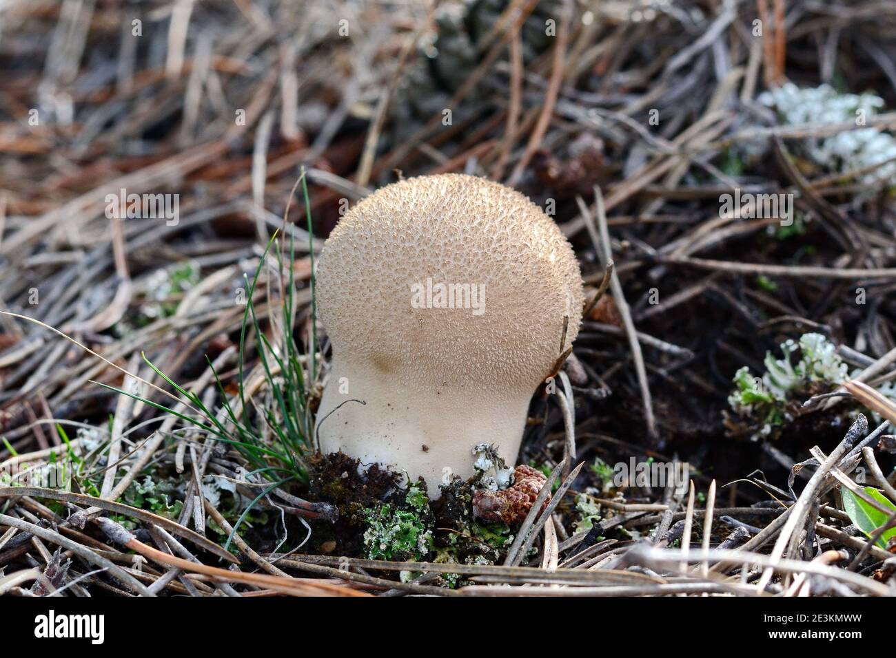 Mushrooms common puffball (Lycoperdon perlatum). Lycoperdon perlatum ...