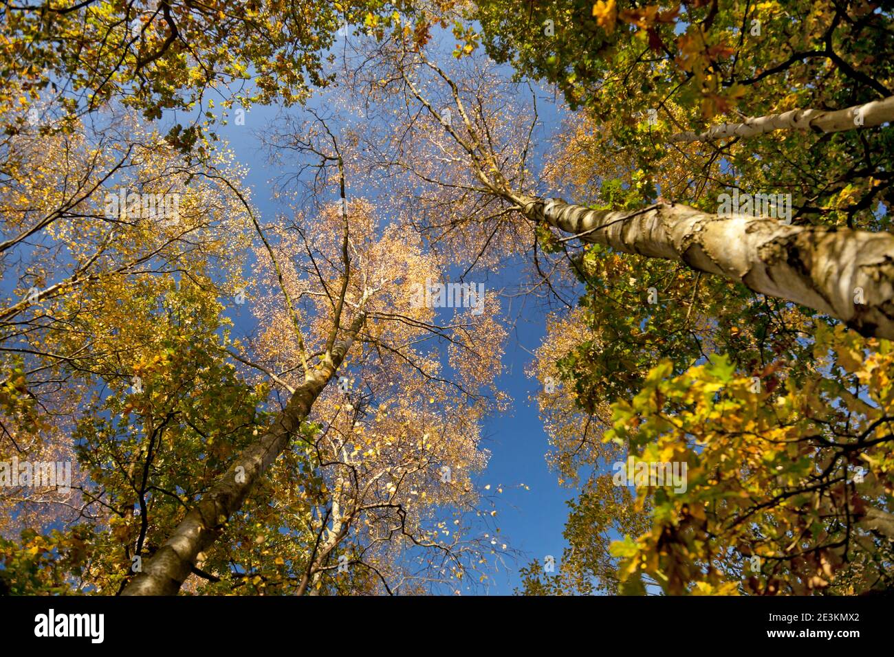 A strong blue autumn sky high above a sunlit birch wood canopy; turning ...