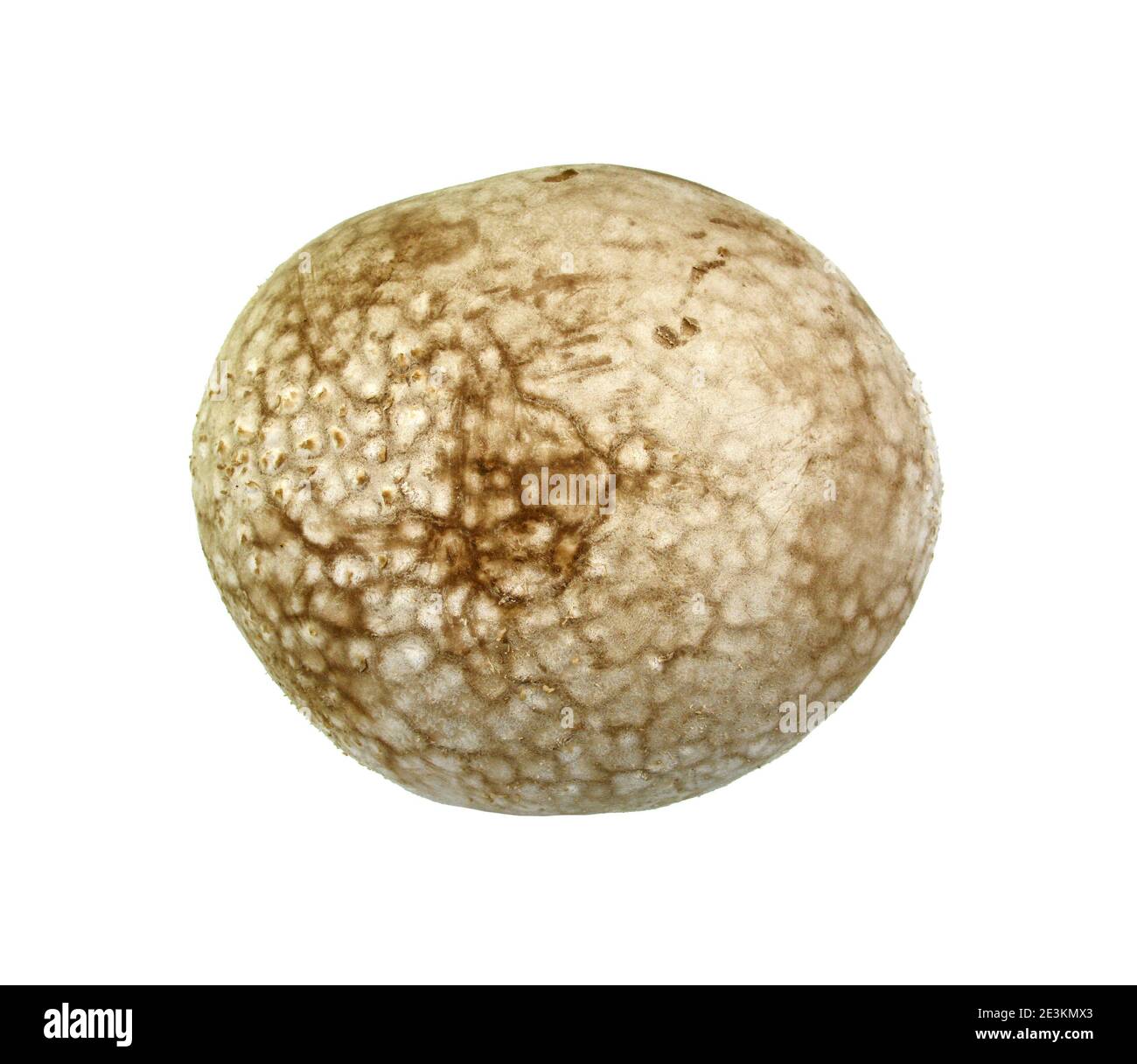 Common puffball lycoperdon perlatum fungi Cut Out Stock Images ...