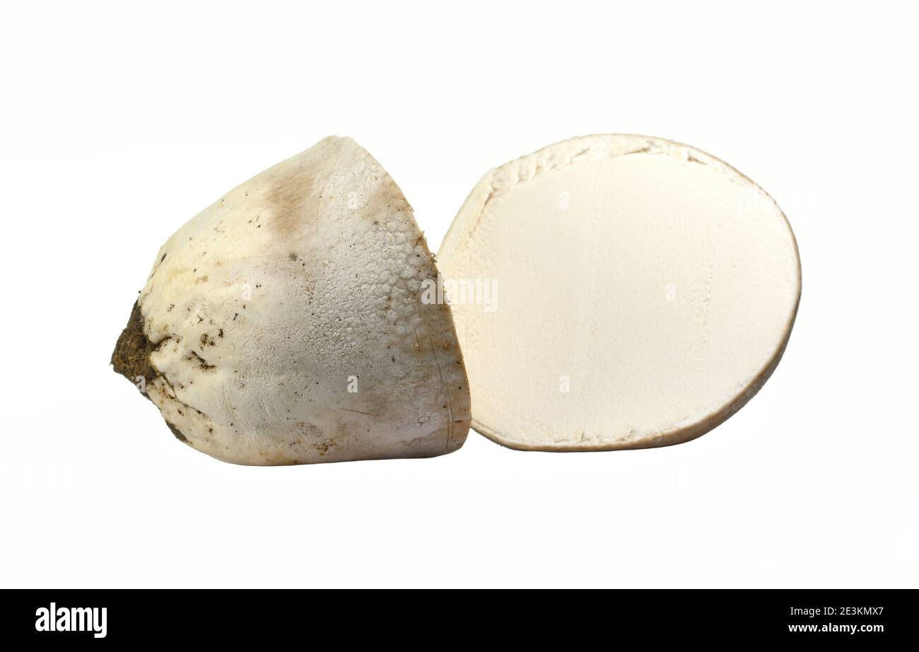 Common puffball lycoperdon perlatum fungi Cut Out Stock Images ...