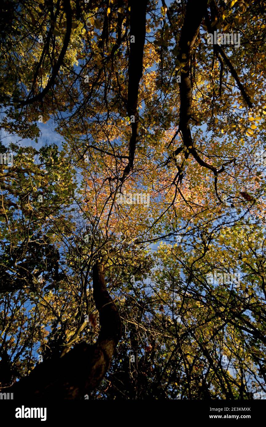 A strong blue autumn sky high above a sunlit birch wood canopy; turning ...