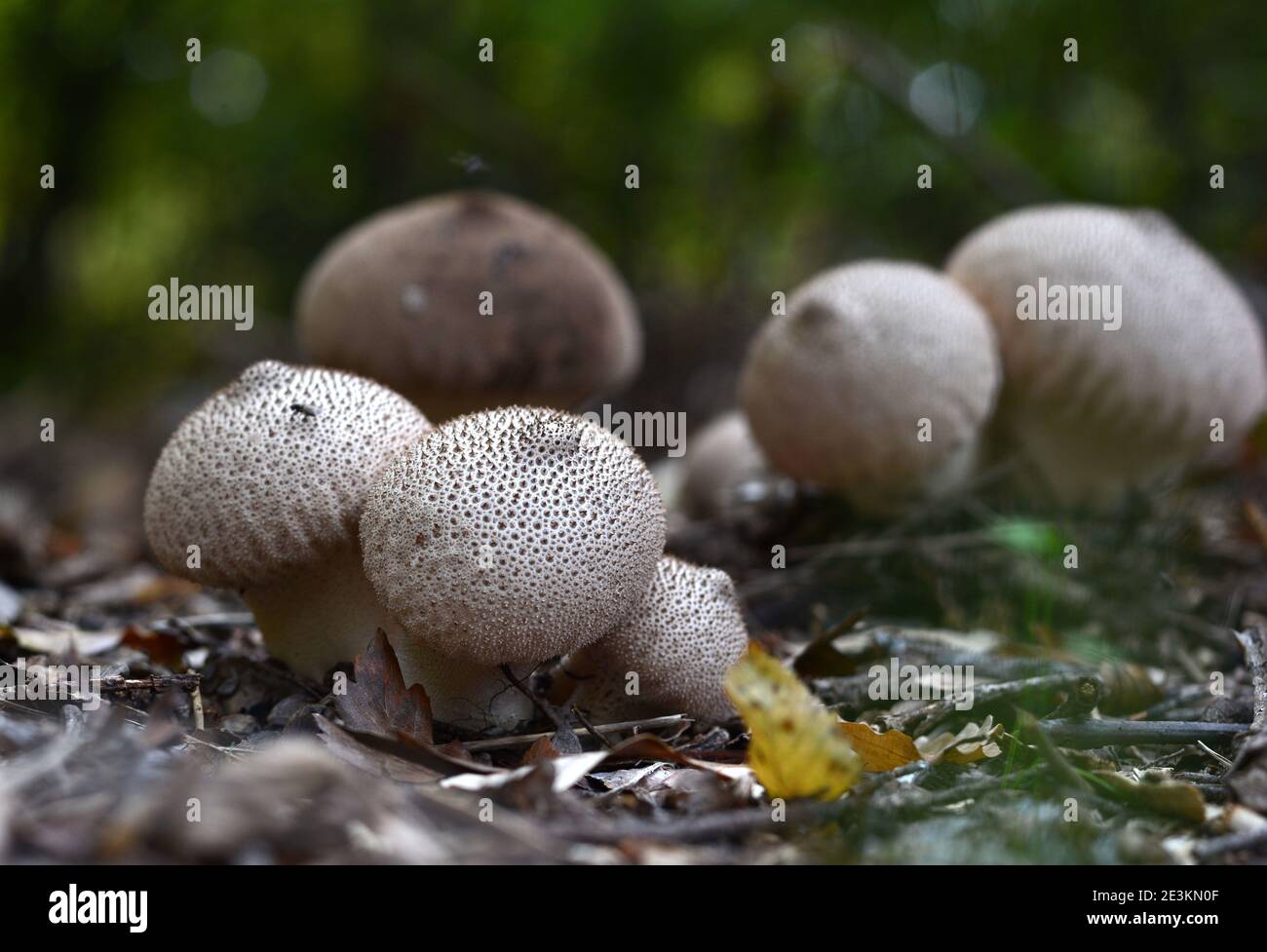 Mushrooms common puffball (Lycoperdon perlatum). Lycoperdon perlatum ...