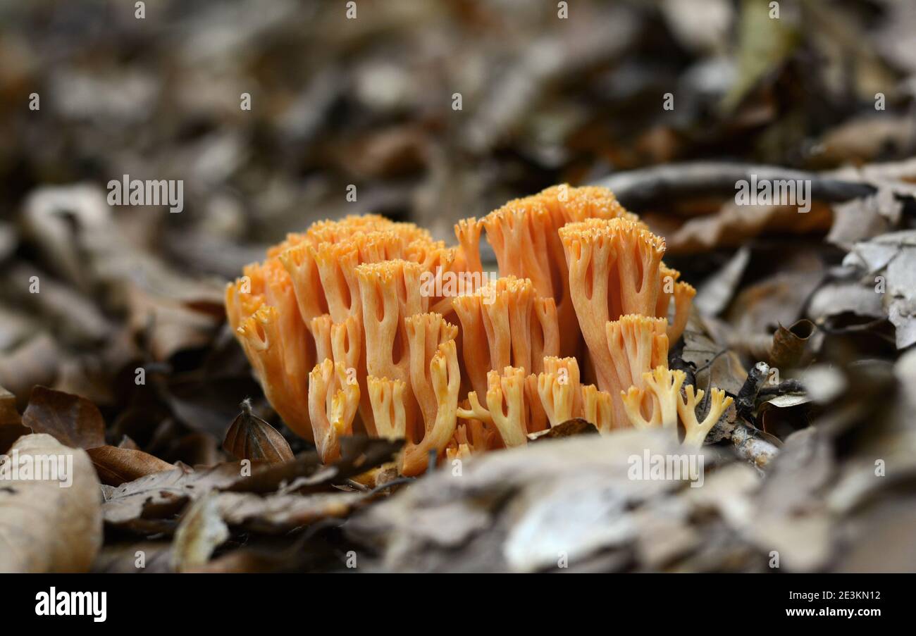 Edible mushroom Ramaria flava growing in the coniferous forest. Yellow ...