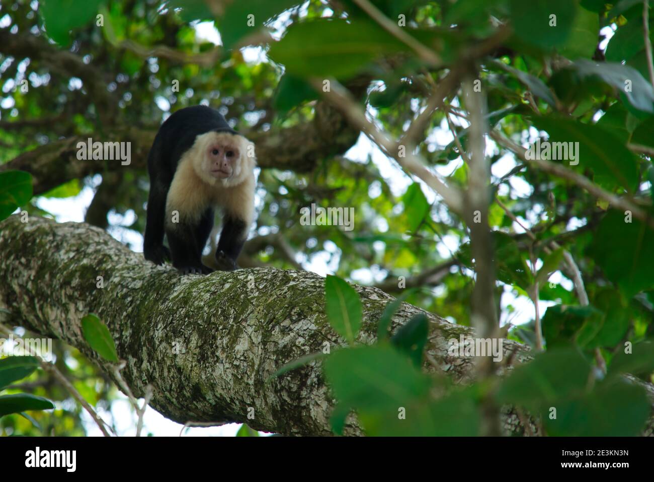 wild white head capuchin monkey in Costa Rica Stock Photo - Alamy