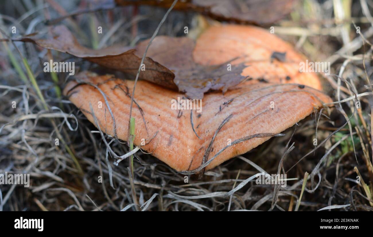 Saffron milk cap (Lactarius deliciosus) mushroom. Fall season. Mushroom ...