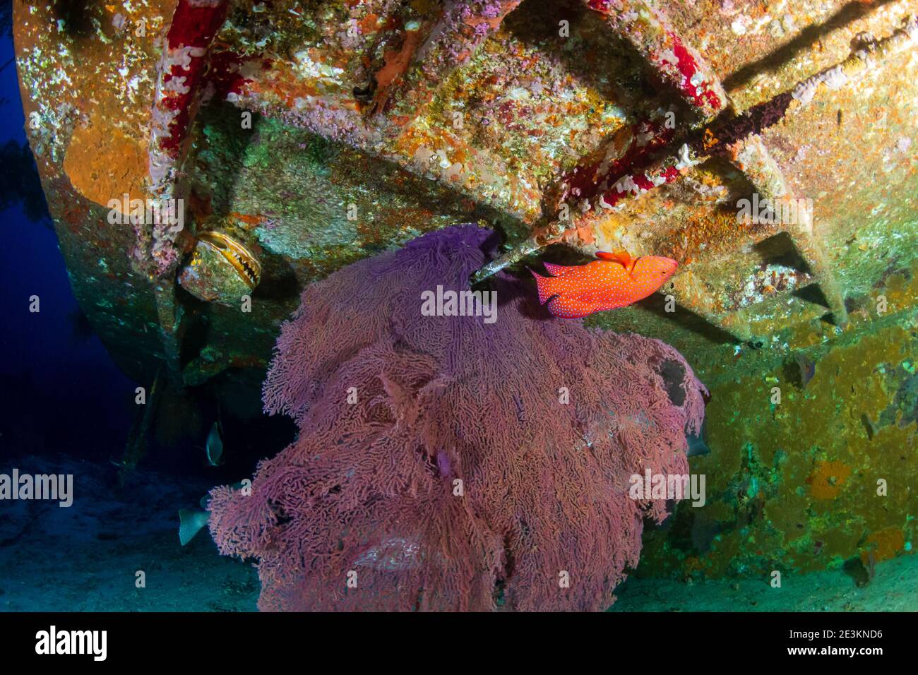 Colorful tropical fish around a large underwater shipwreck in the ...