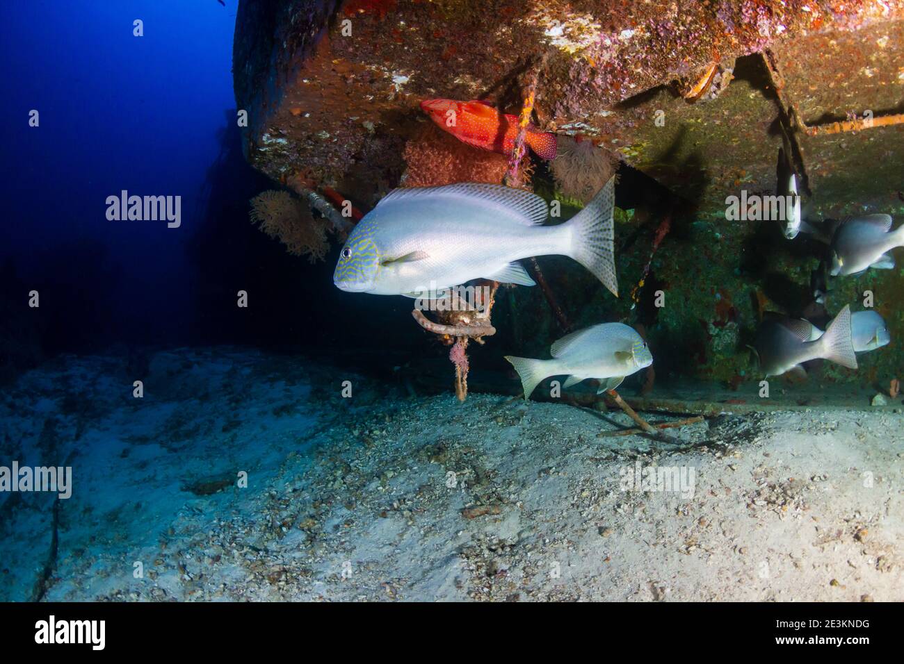 Colorful tropical fish around a large underwater shipwreck in the ...