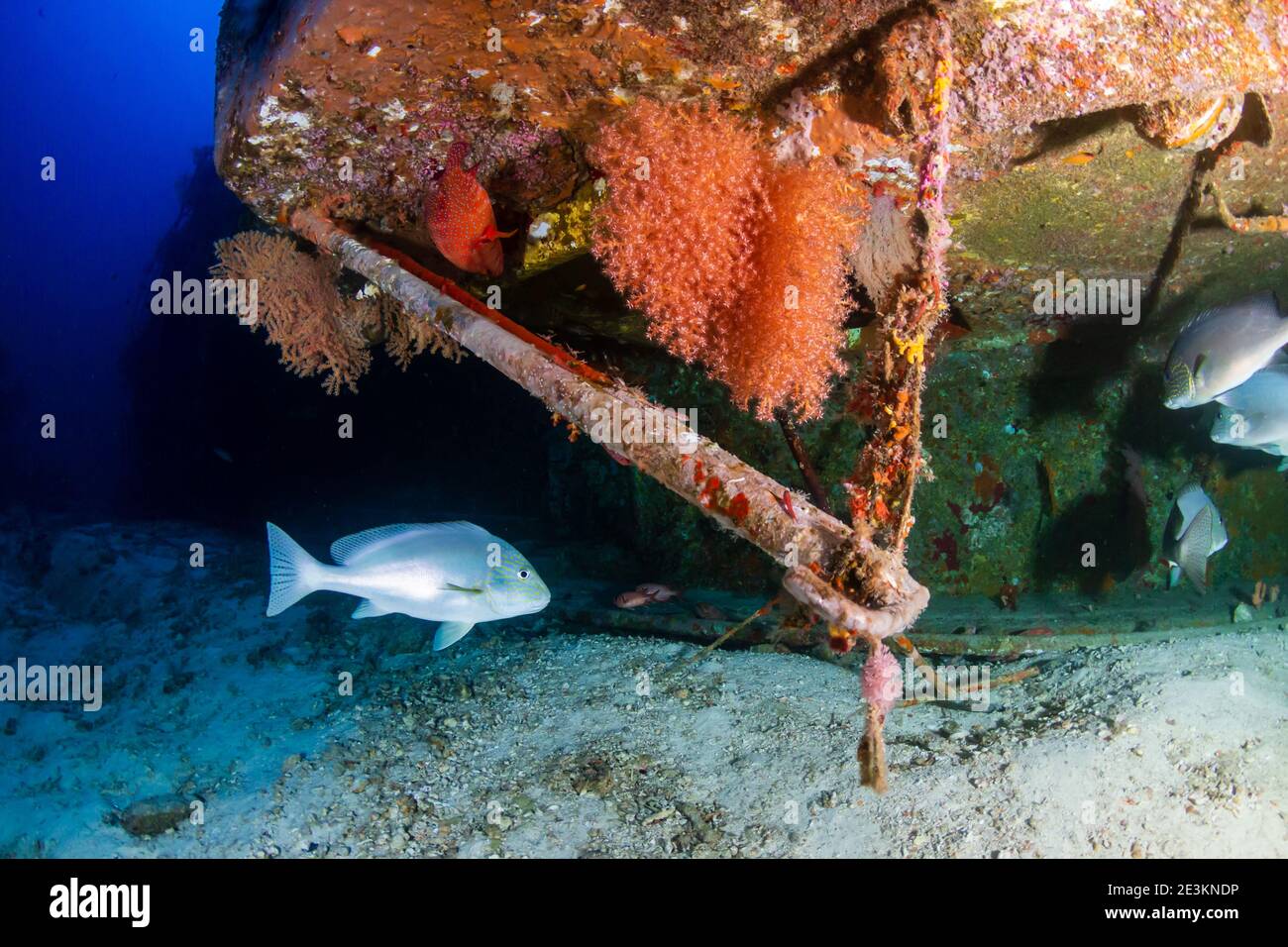 Colorful tropical fish around a large underwater shipwreck in the ...