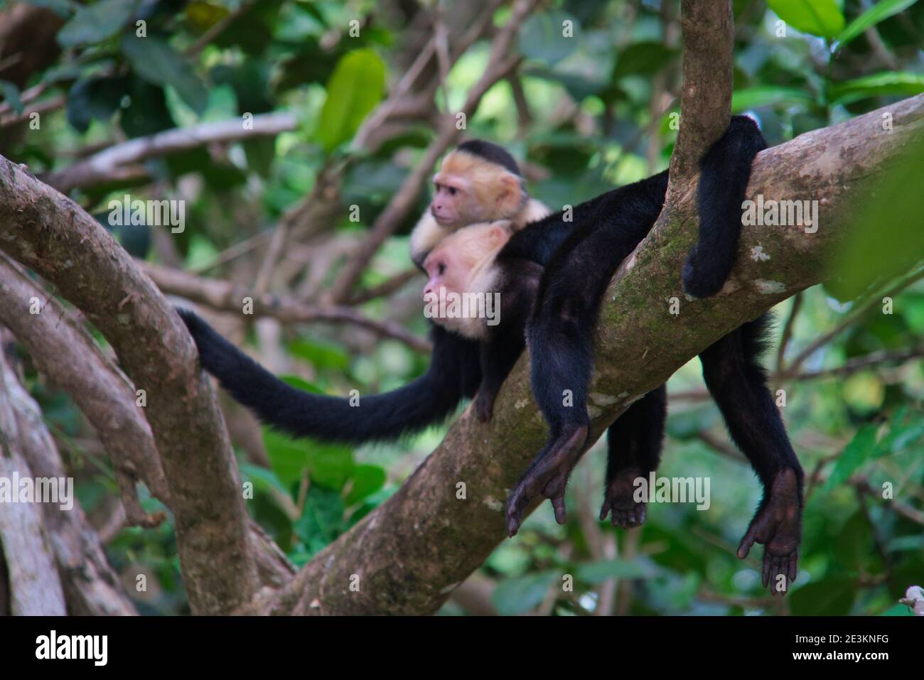 wild white head capuchin monkey in Costa Rica Stock Photo - Alamy
