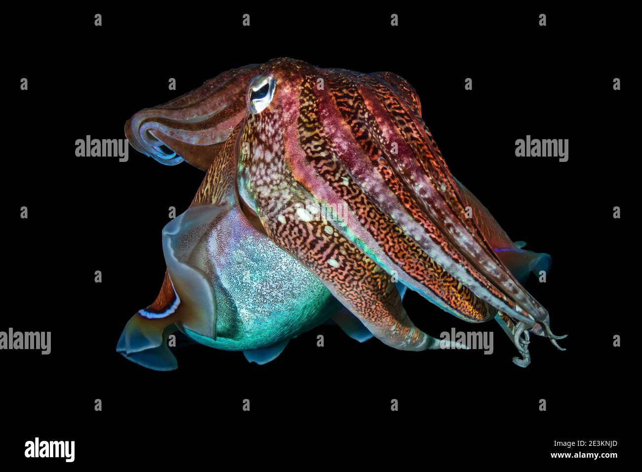 Sepia Cuttlefish High Resolution Stock Photography and Images - Alamy