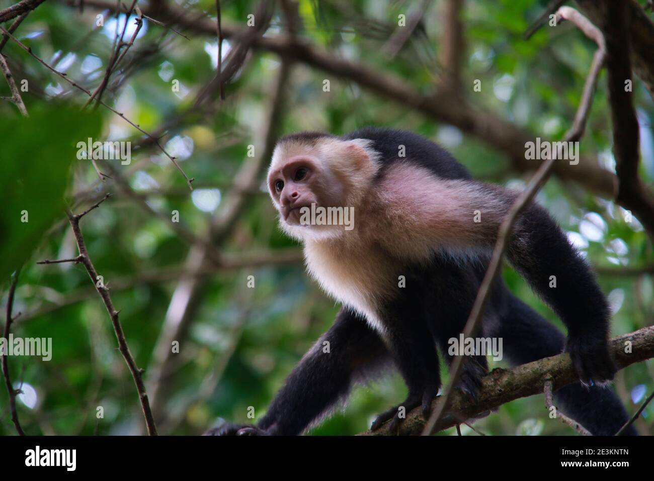 Whitehead capuchin monkey hi-res stock photography and images - Alamy