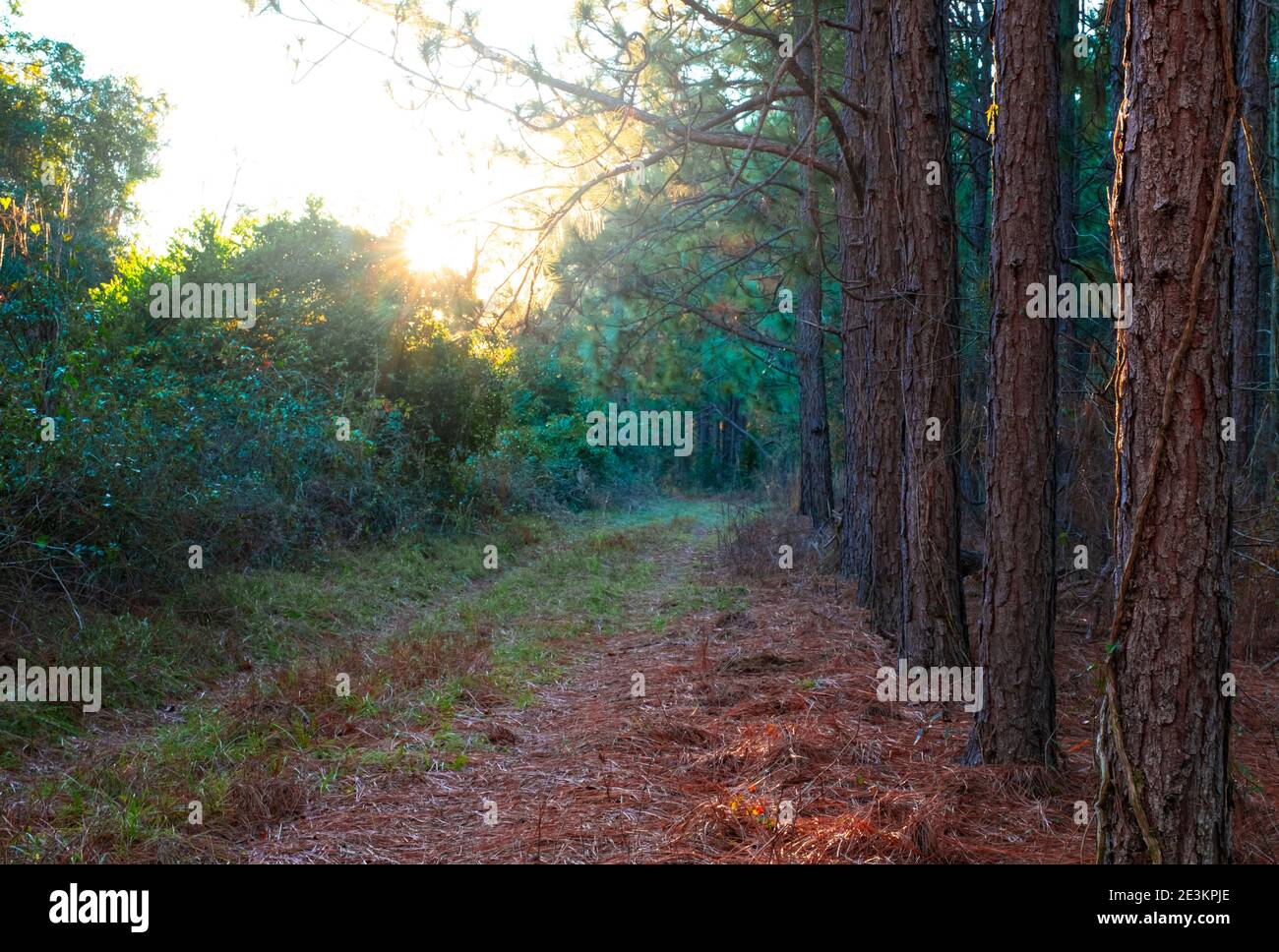 Wooded countryside hi-res stock photography and images - Alamy