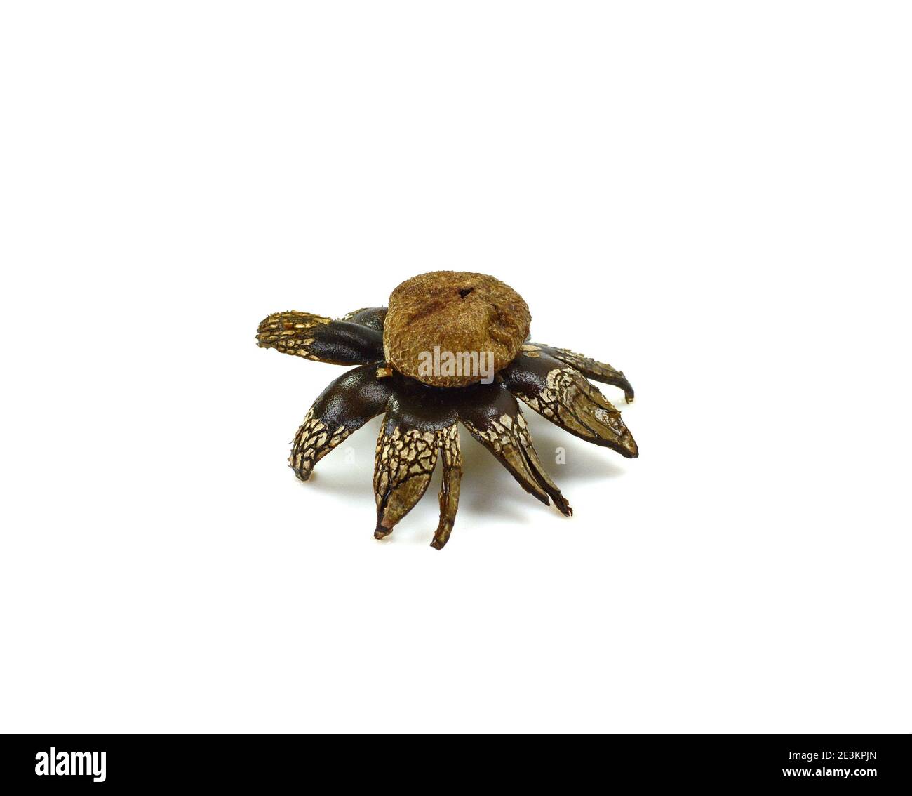 Geastrum rufescens fungus, commonly known as the rosy earthstar ...