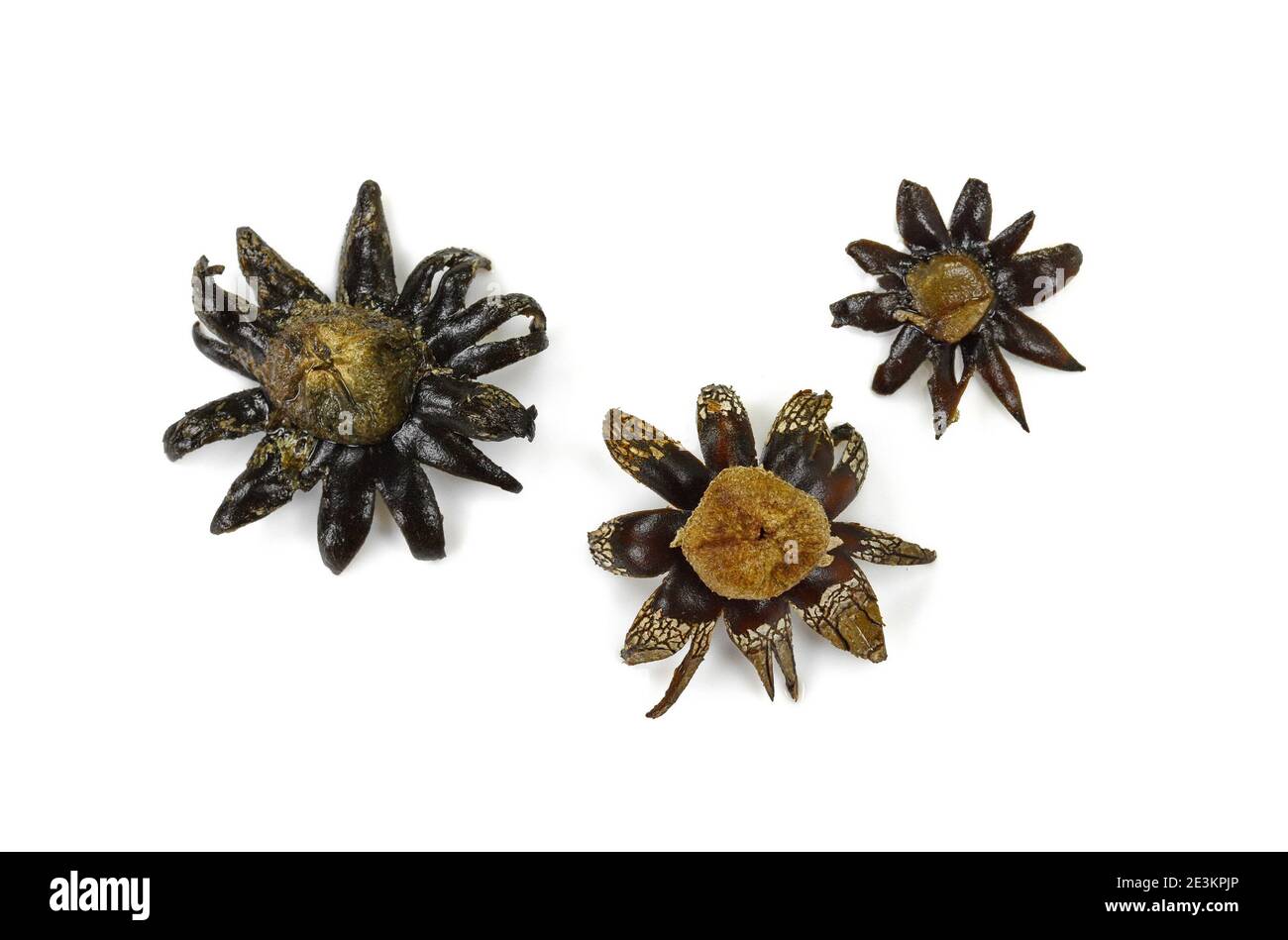 Rosy earthstar hi-res stock photography and images - Alamy