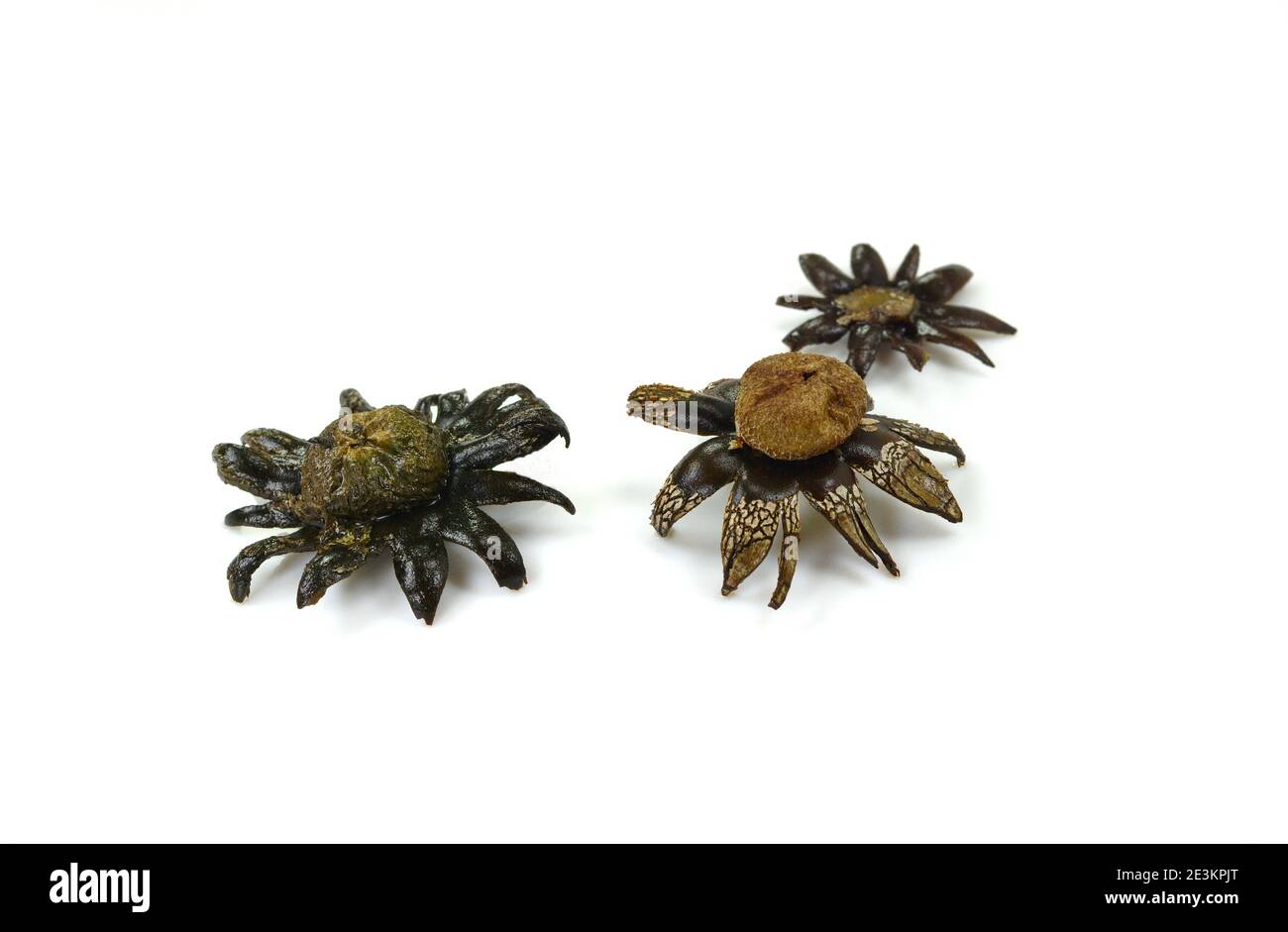 Geastrum rufescens fungus, commonly known as the rosy earthstar ...