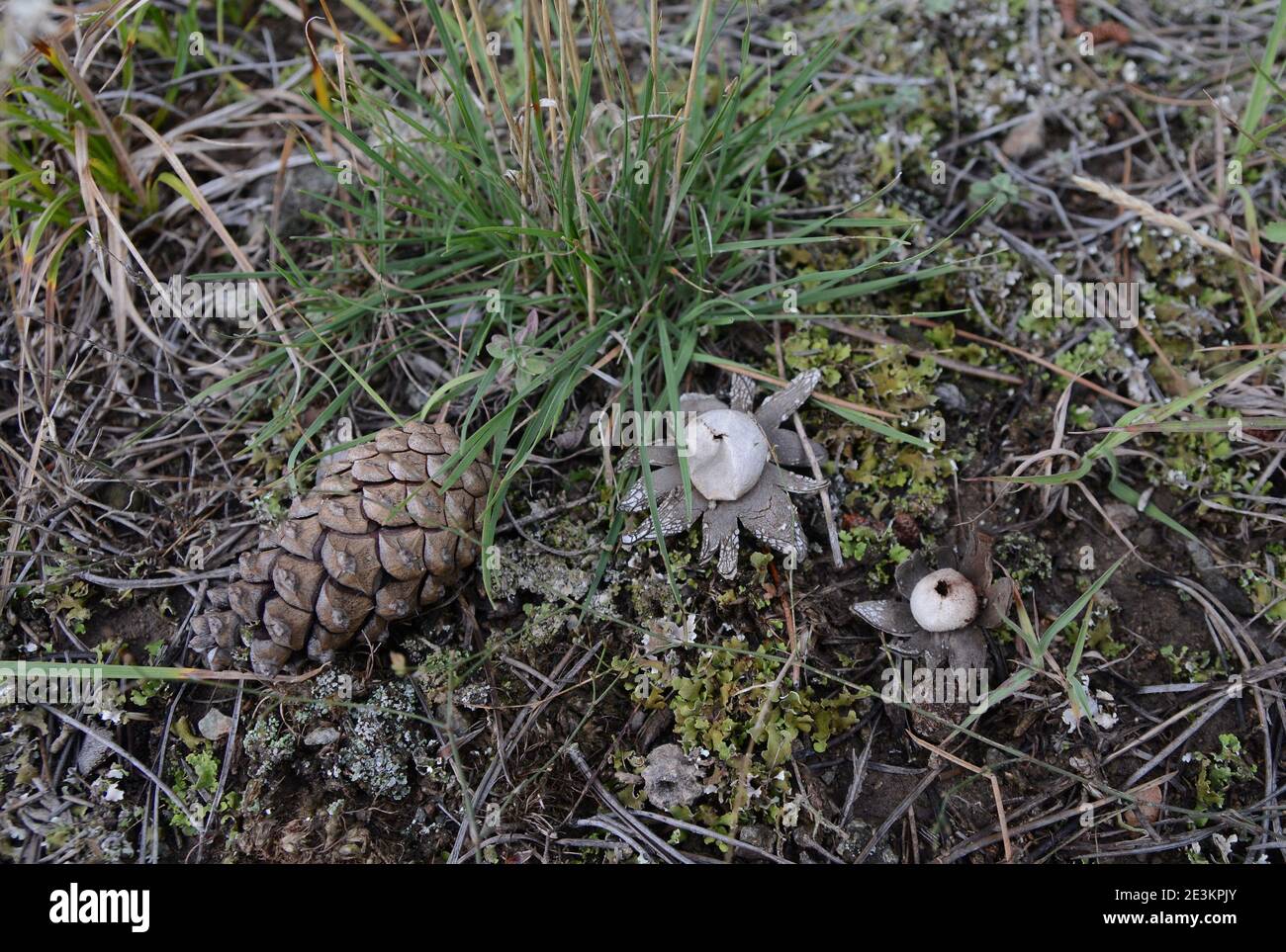 Decorative mushrooms. Geastrum rufescens fungus, commonly known as the ...