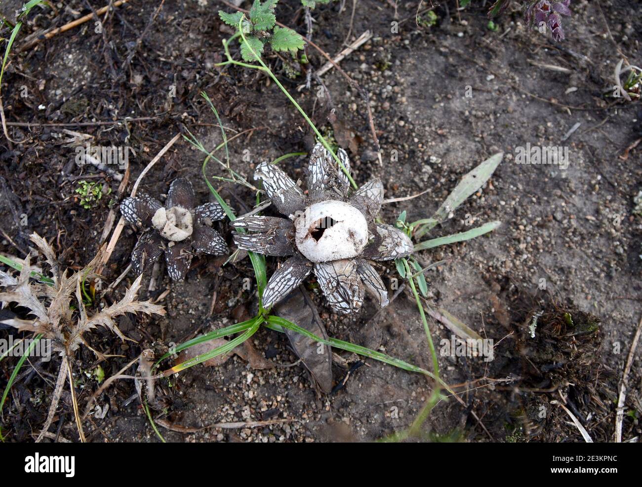 Decorative mushrooms. Geastrum rufescens fungus, commonly known as the ...