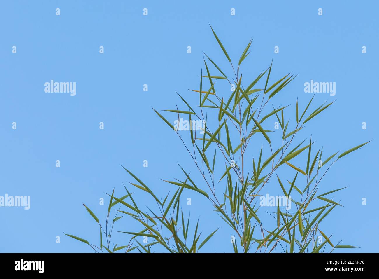 Bamboo tree and blue sky hi-res stock photography and images - Alamy