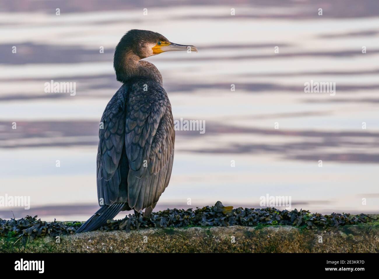 Young cormorant hi-res stock photography and images - Alamy