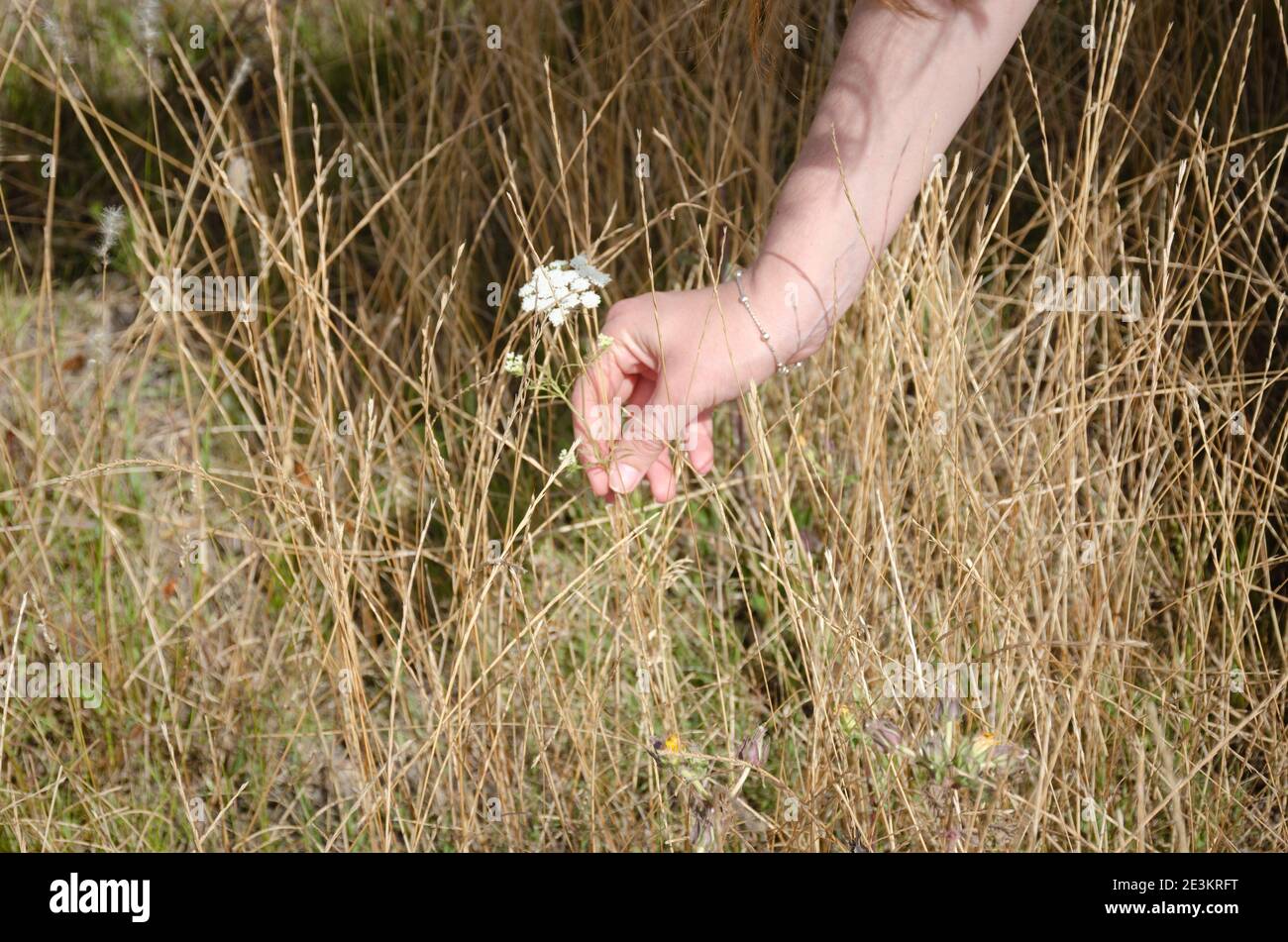 Girls hand holding flower hi-res stock photography and images - Alamy