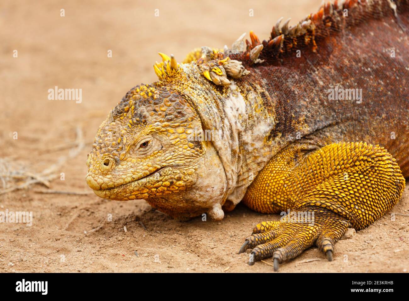 Close-up view of a Galapagos land iguana (Conolophus subcristatus) at ...
