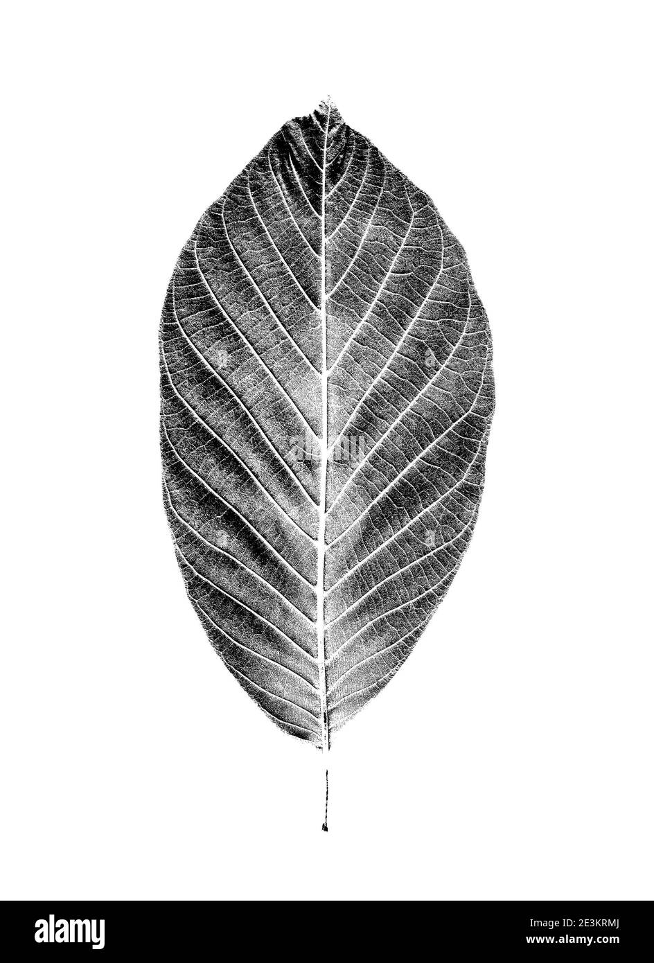 Walnut structure Black and White Stock Photos & Images - Alamy