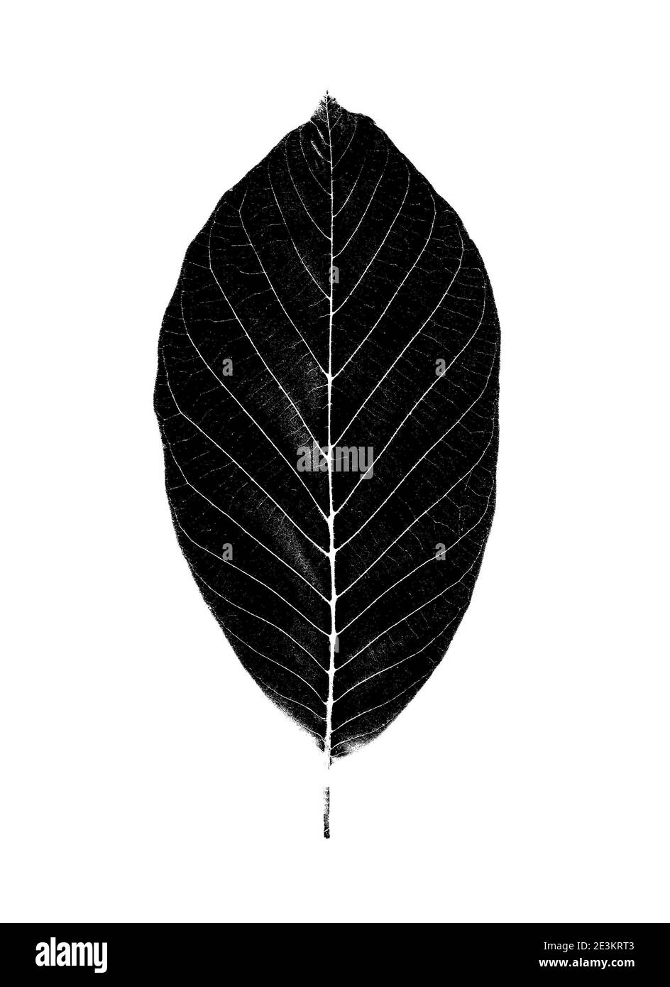 Walnut structure Black and White Stock Photos & Images - Alamy