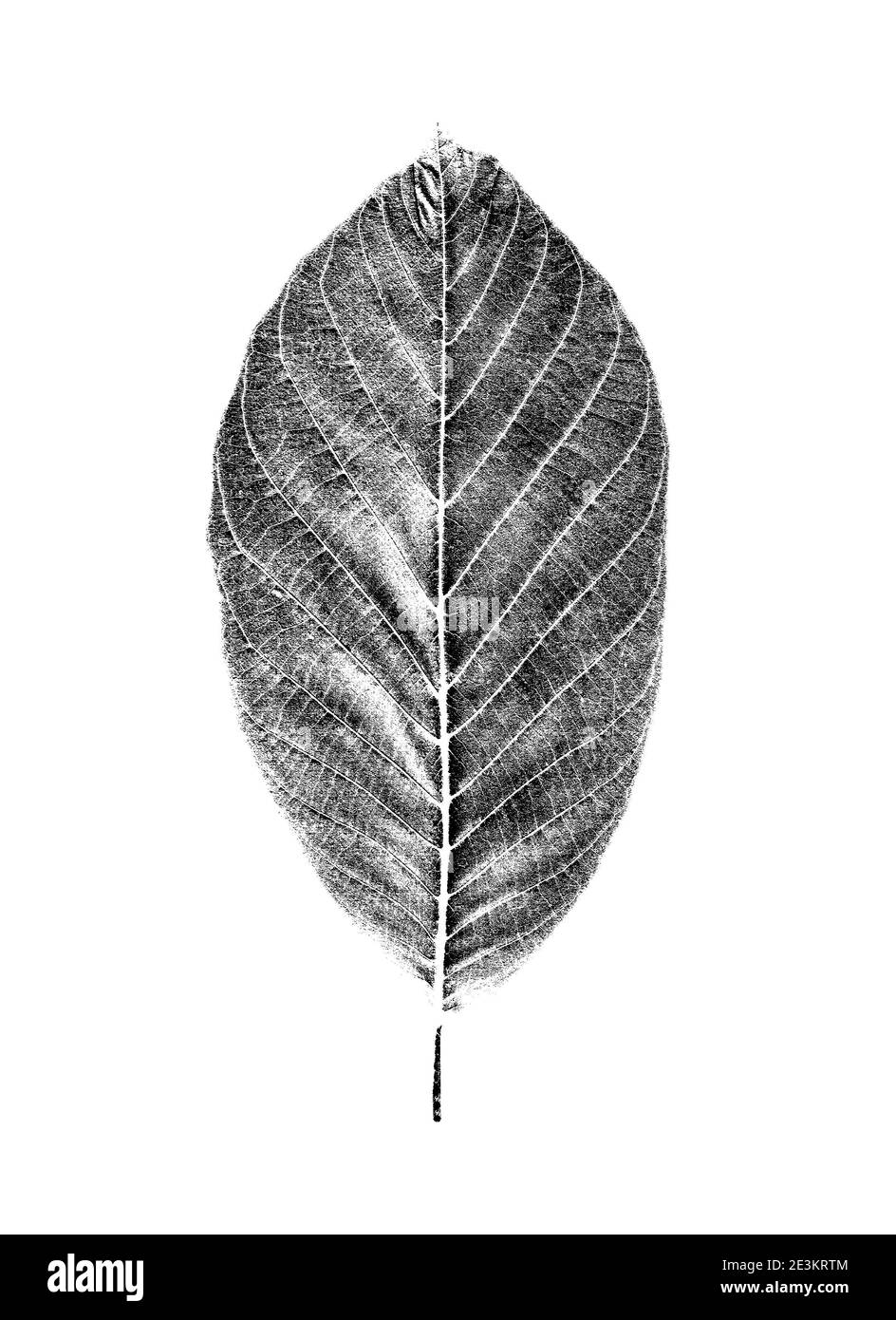 Walnut structure Black and White Stock Photos & Images - Alamy