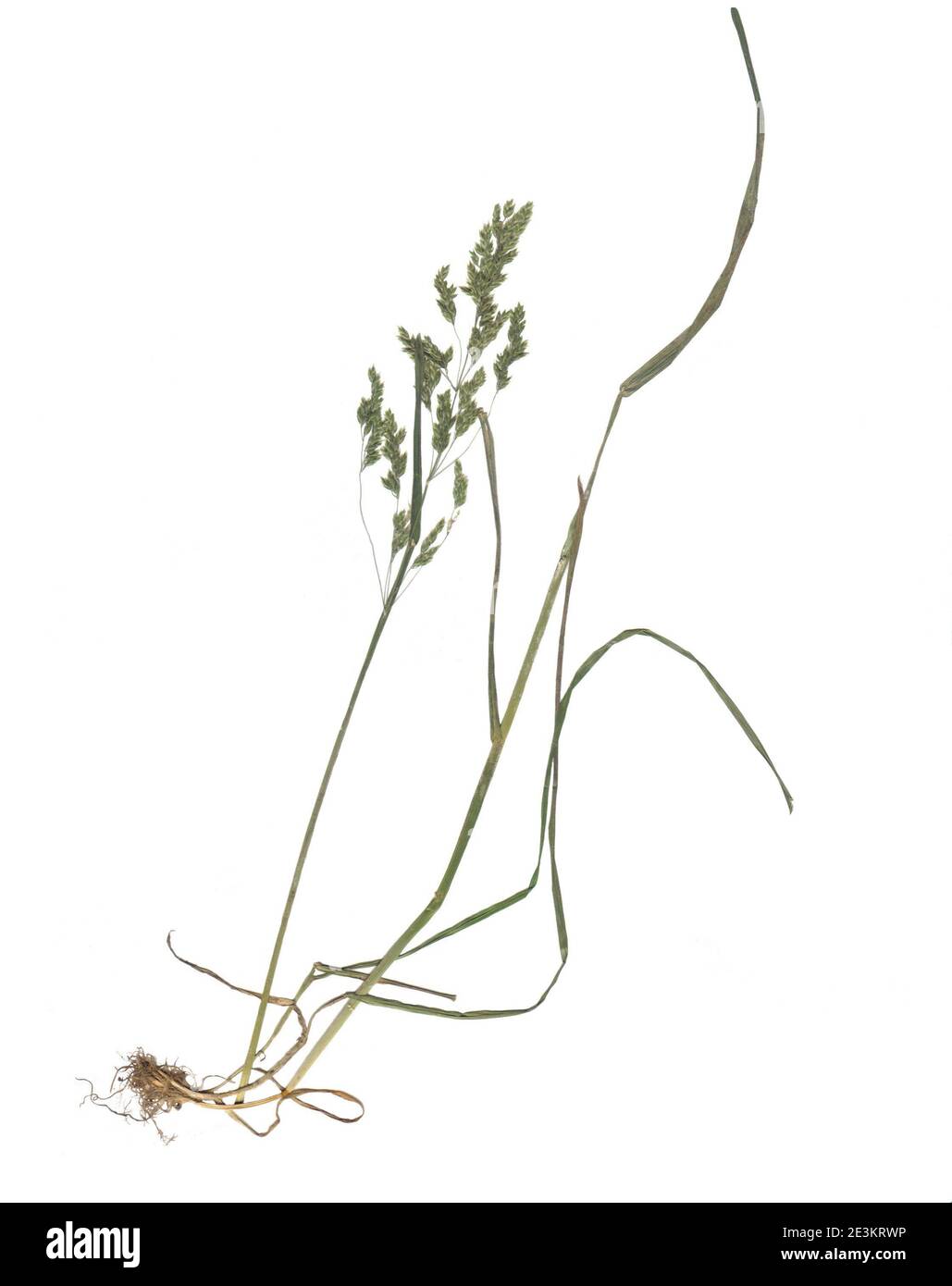 Herbarium with dry pressed Annual bluegrass on white background. Annual ...