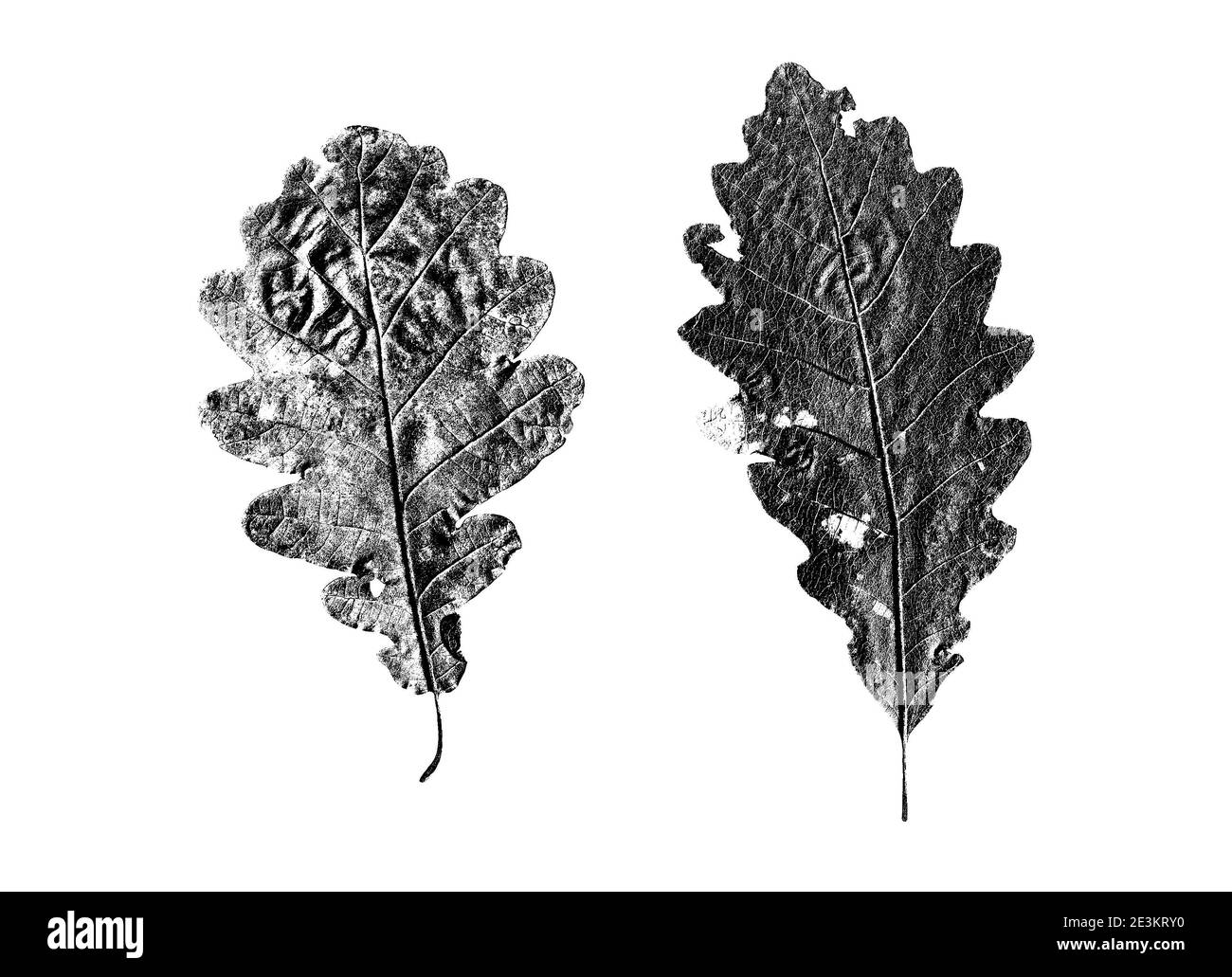 Structure of an autumn leaf Black and White Stock Photos & Images - Alamy