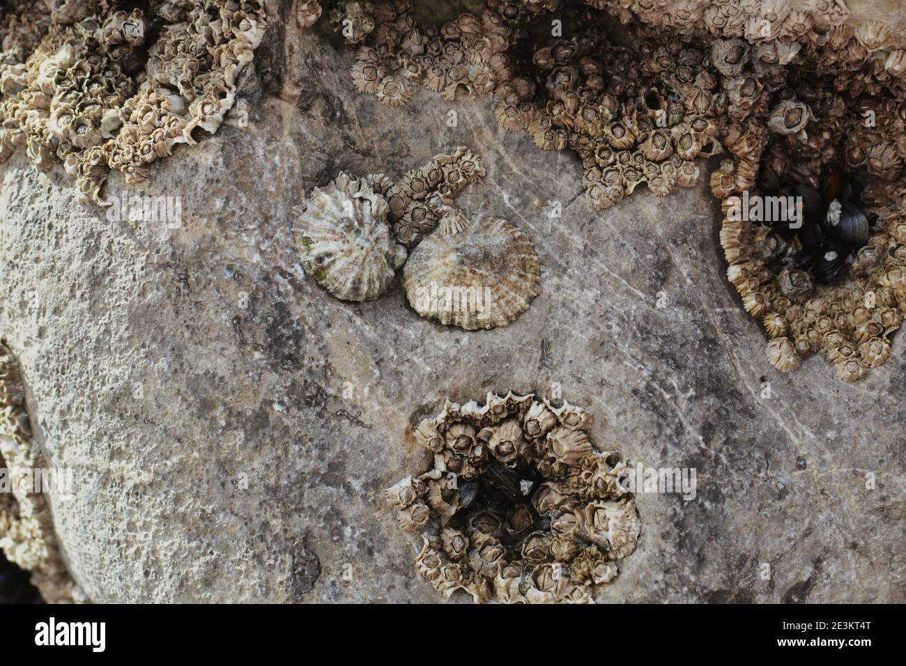 Cellana hi-res stock photography and images - Alamy