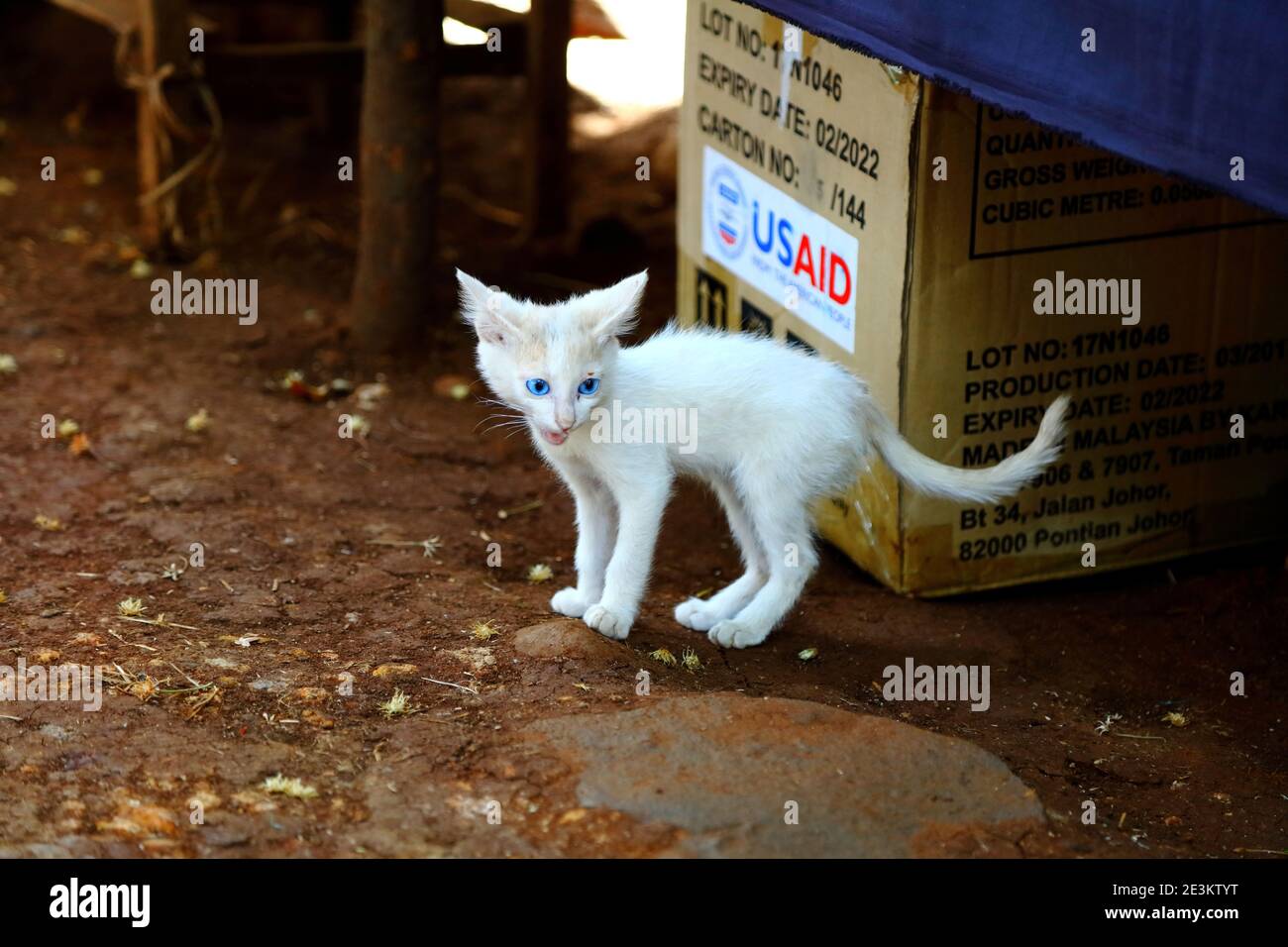 A small, fluffy, blue-eyed kitten pokes arund a box labeled US Aid in ...