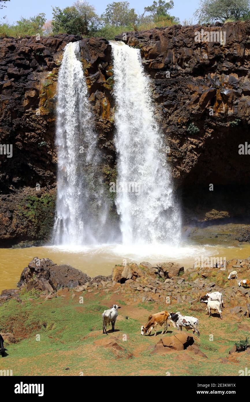 Cattle graze on the moist grasses surrounding the muddy pool at the ...